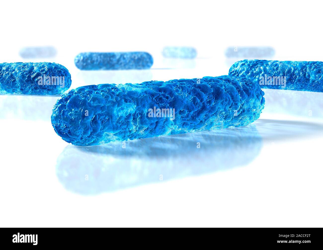 Rod-shaped bacteria. Computer artwork of rod- shaped bacteria (bacilli ...