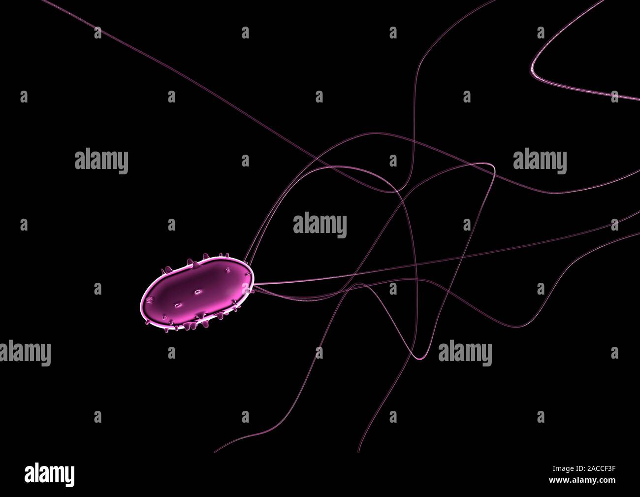Flagellate bacteria. Computer artwork of a rod- shaped bacteria with ...
