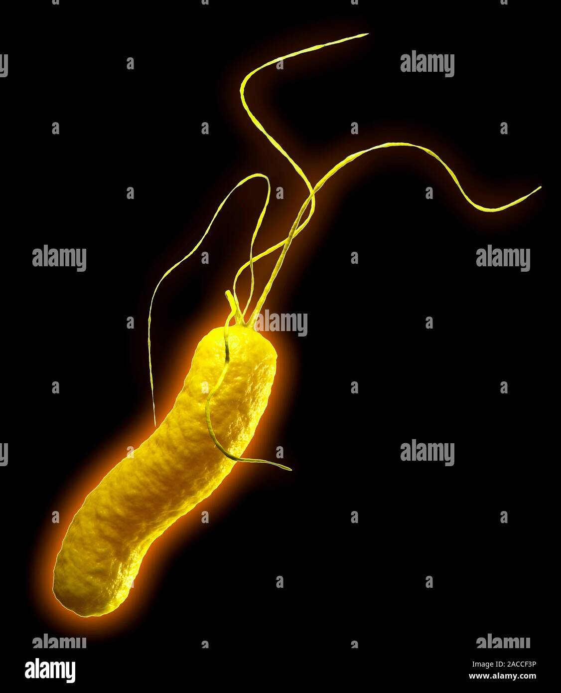 Helicobacter pylori bacterium, computer artwork. Formerly known as Campylobacter pyloridis, this ...