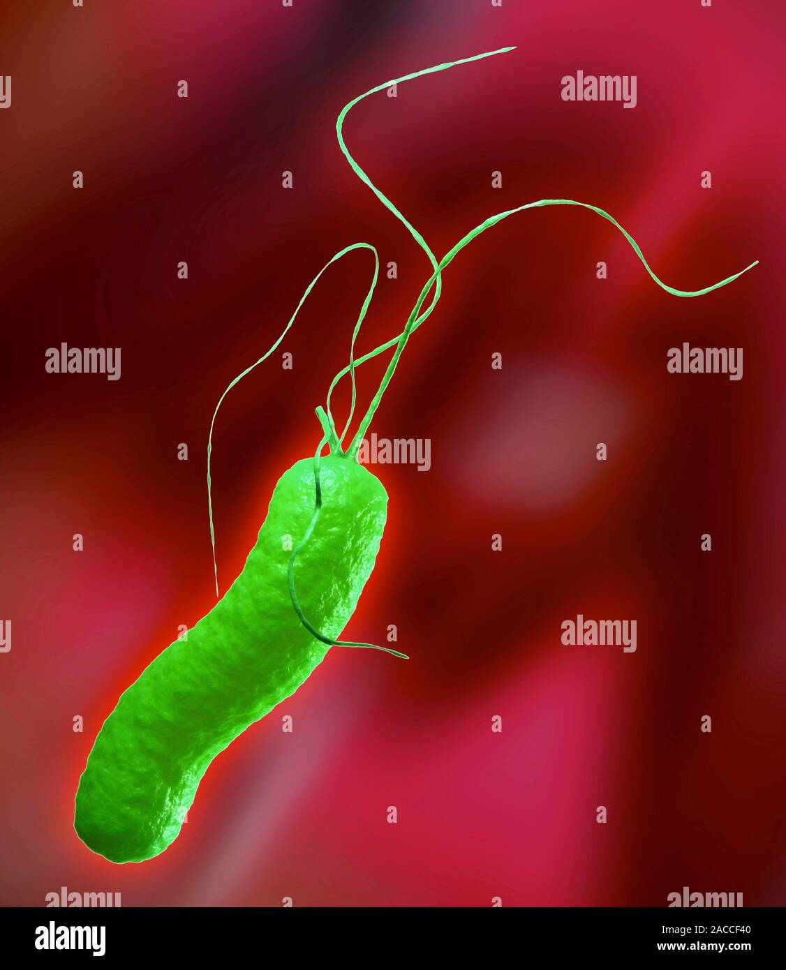 Helicobacter pylori bacterium, computer artwork. Formerly known as Campylobacter pyloridis, this ...
