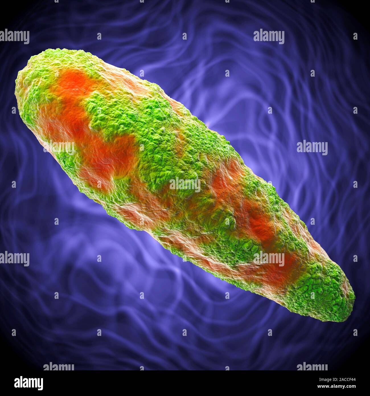 Clostridium bacterium. Computer artwork of an Clostridium sp. bacterium ...