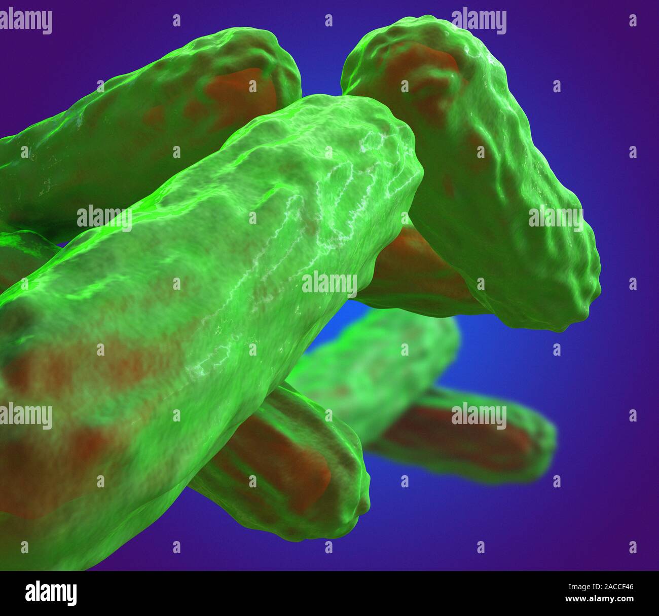 Tuberculosis bacteria. Computer artwork of Mycobacterium tuberculosis ...