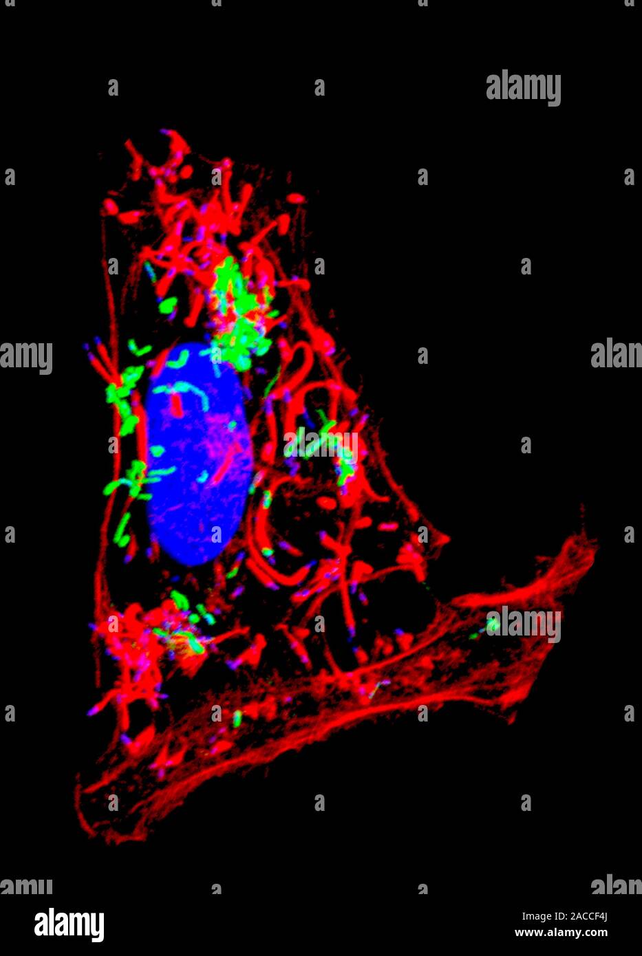Listeria bacteria infecting a HeLa cell. Confocal light micrograph of ...