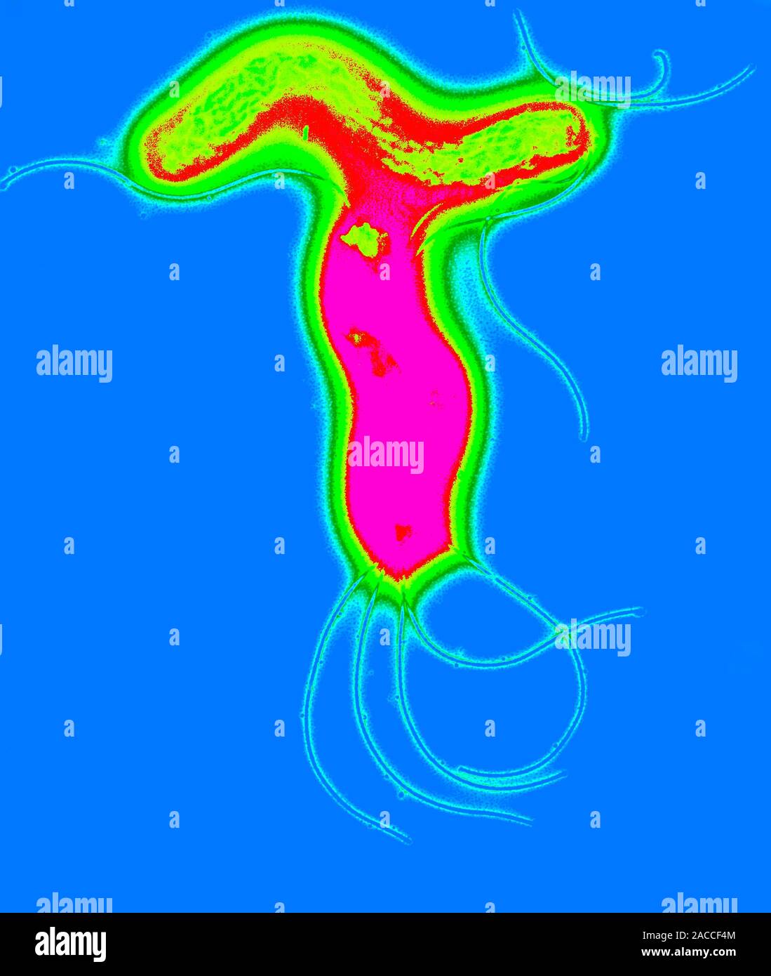 Helicobacter pylori bacteria. Coloured transmission electron micrograph (TEM) of two ...