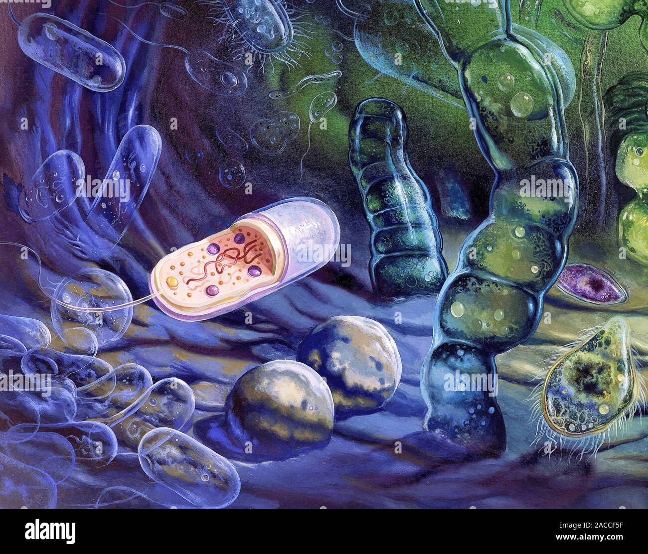 Primitive bacteria. Artwork illustrating how early life forms from the ...