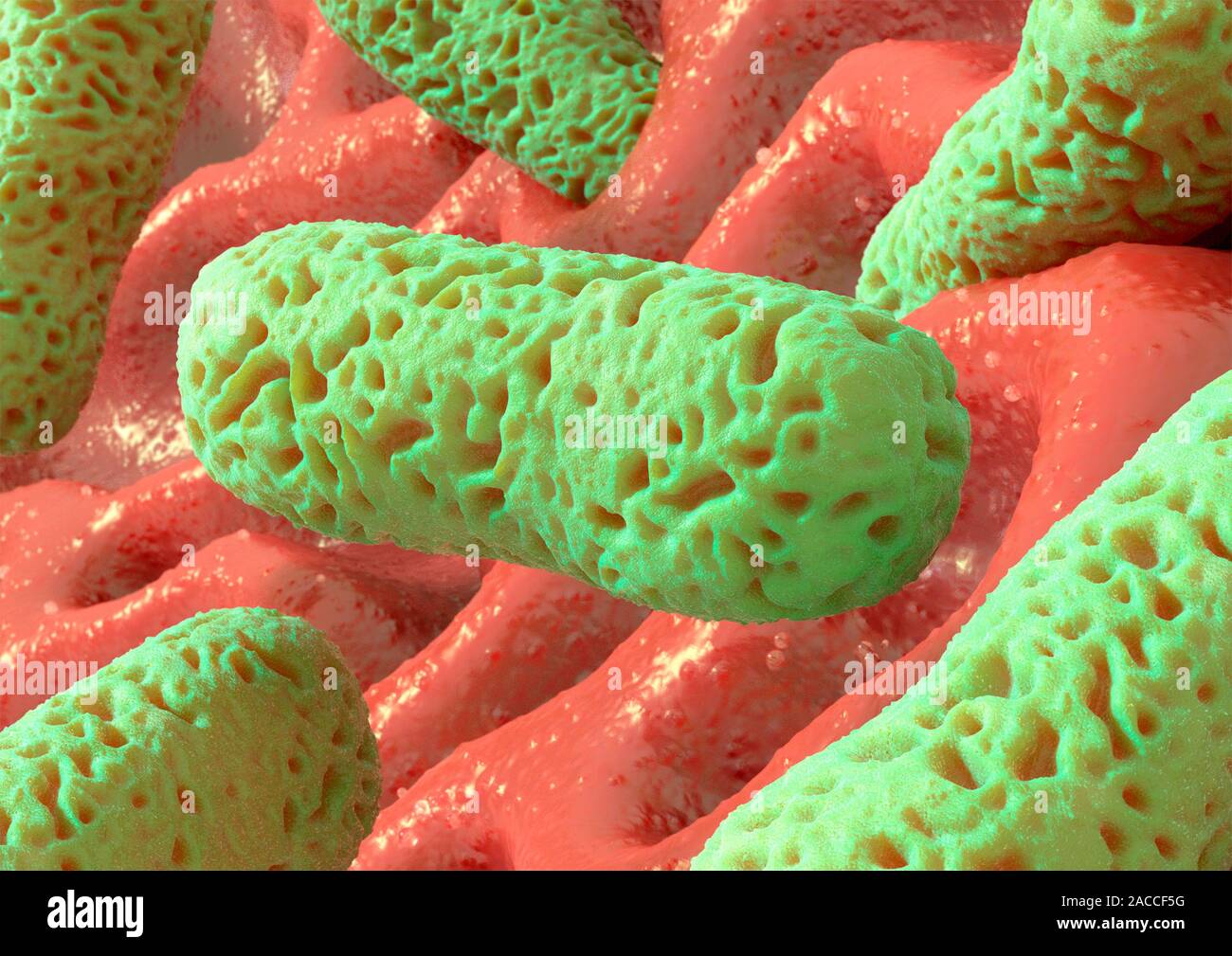 Rod-shaped bacteria. Computer artwork of rod-shaped bacteria (bacilli ...