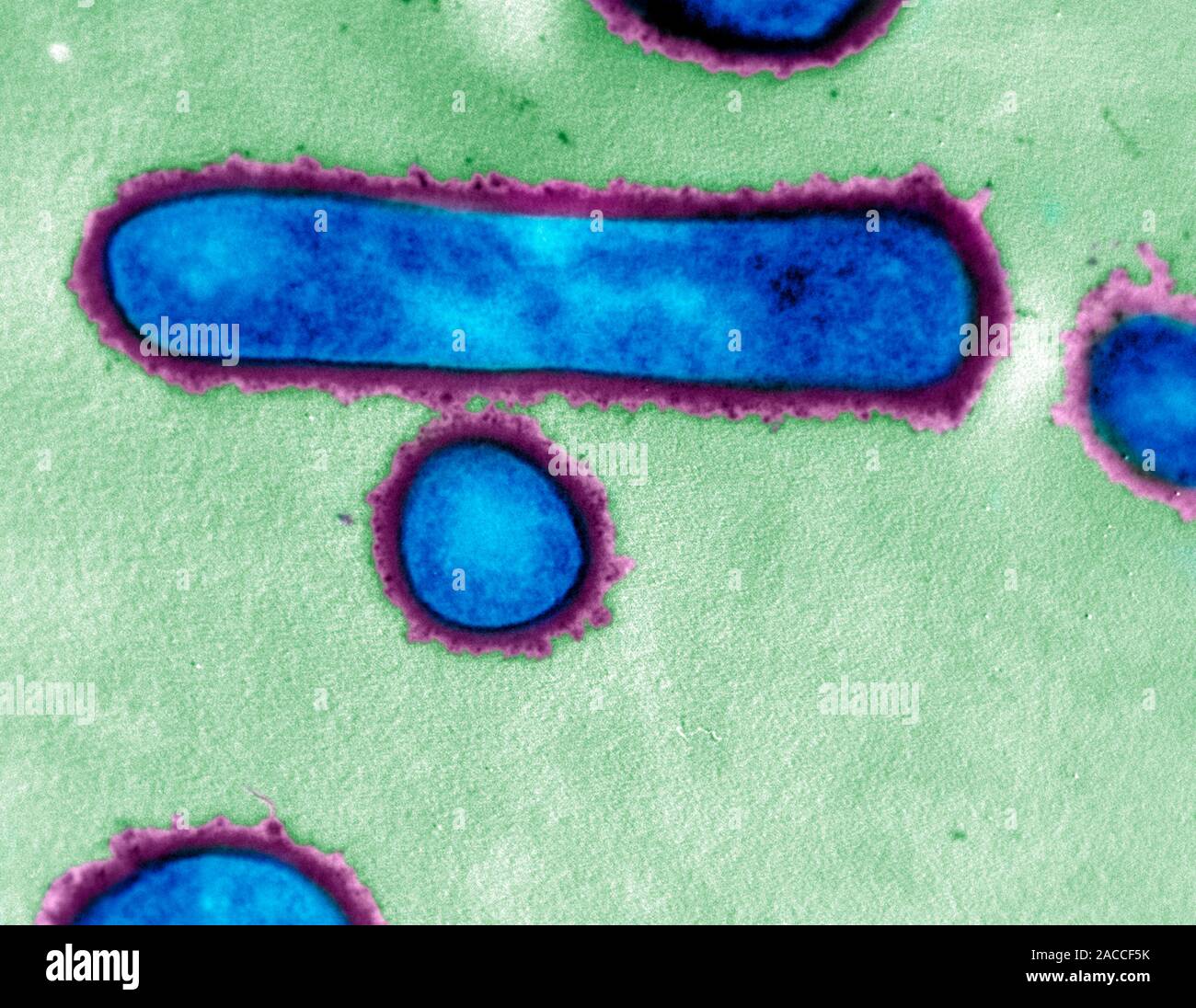 Lactobacillus casei Shirota bacteria. Coloured transmission electron ...