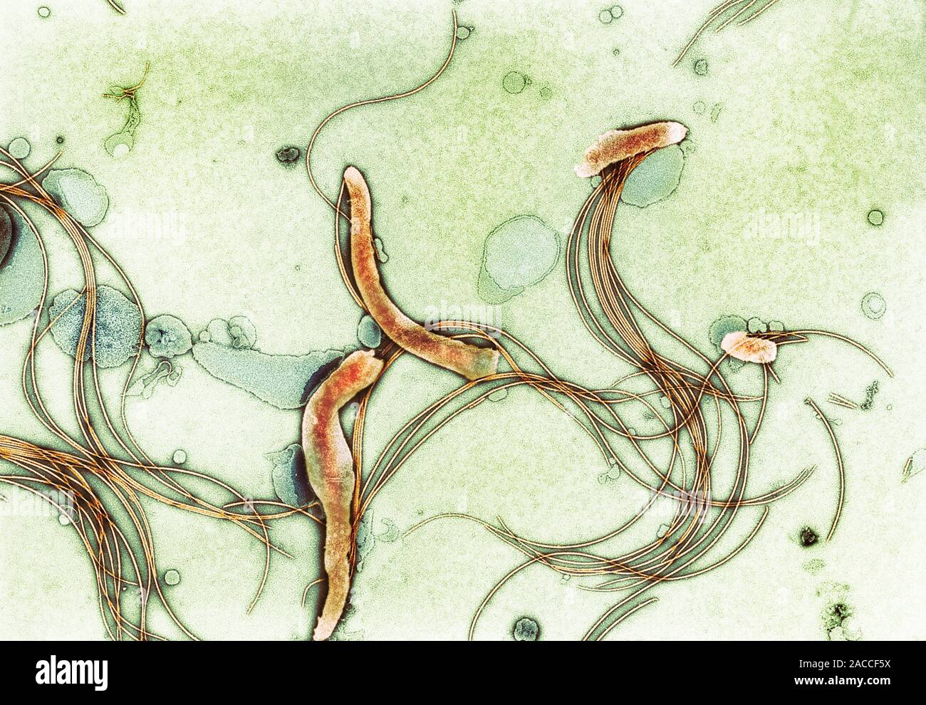Spirochete bacteria, coloured transmission electron micrograph (TEM ...