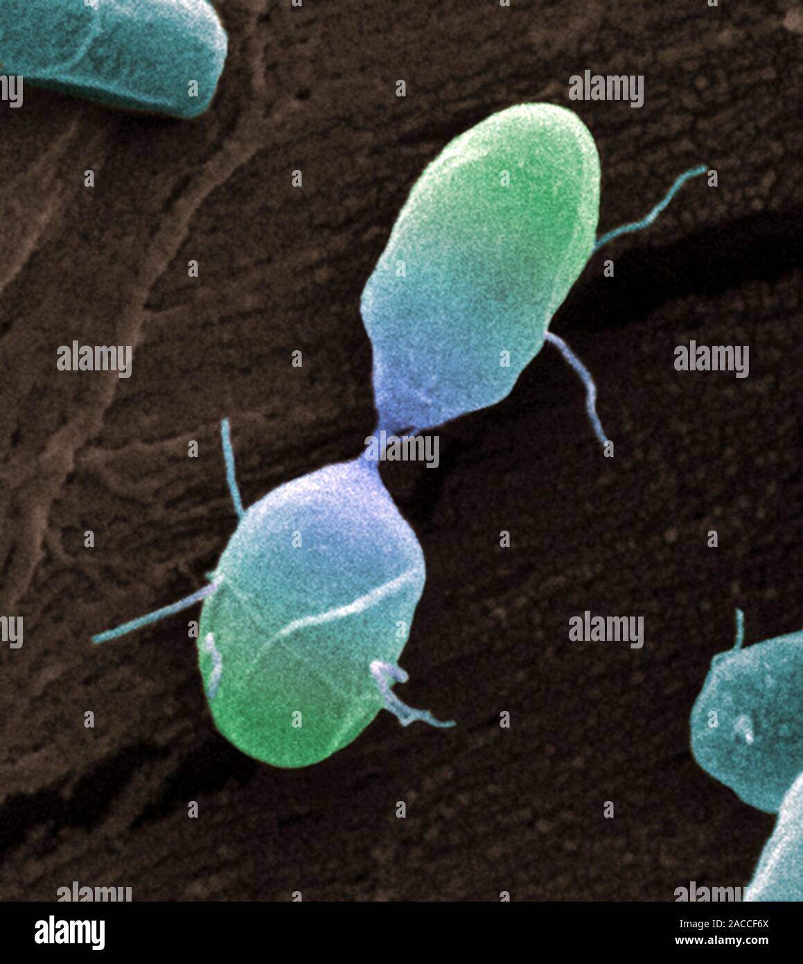 Salmonella bacterium dividing. Coloured scanning electron micrograph ... Salmonella bacterium dividing. Coloured scanning electron micrograph ...