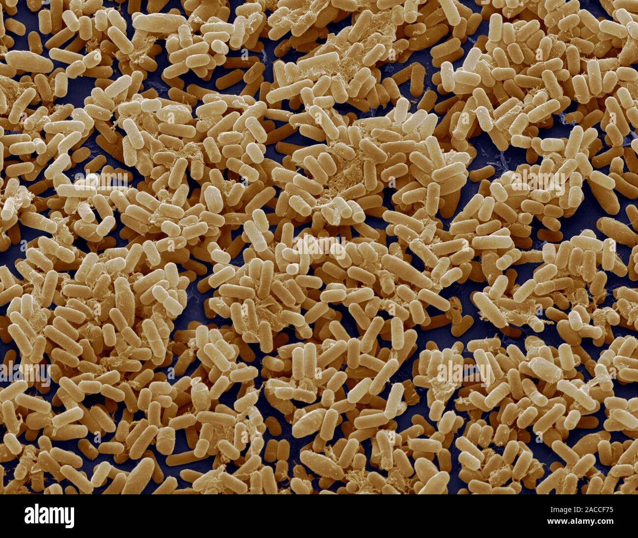 Bacillus subtilis. Coloured scanning electron micrograph (SEM) of ...
