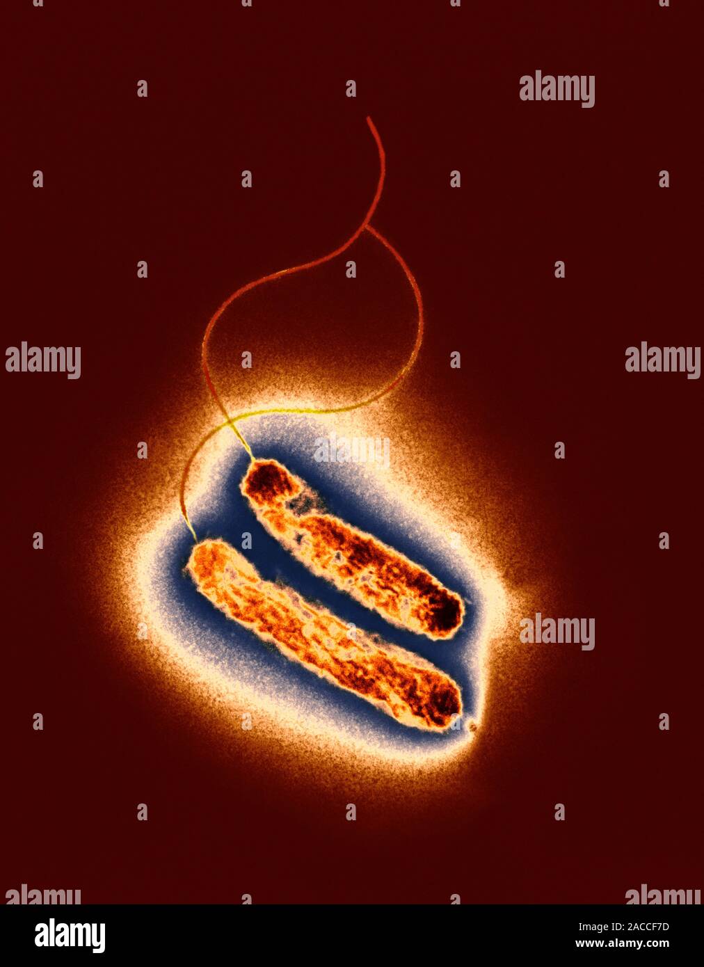 Campylobacter bacteria. Coloured transmission electron micrograph (TEM ...