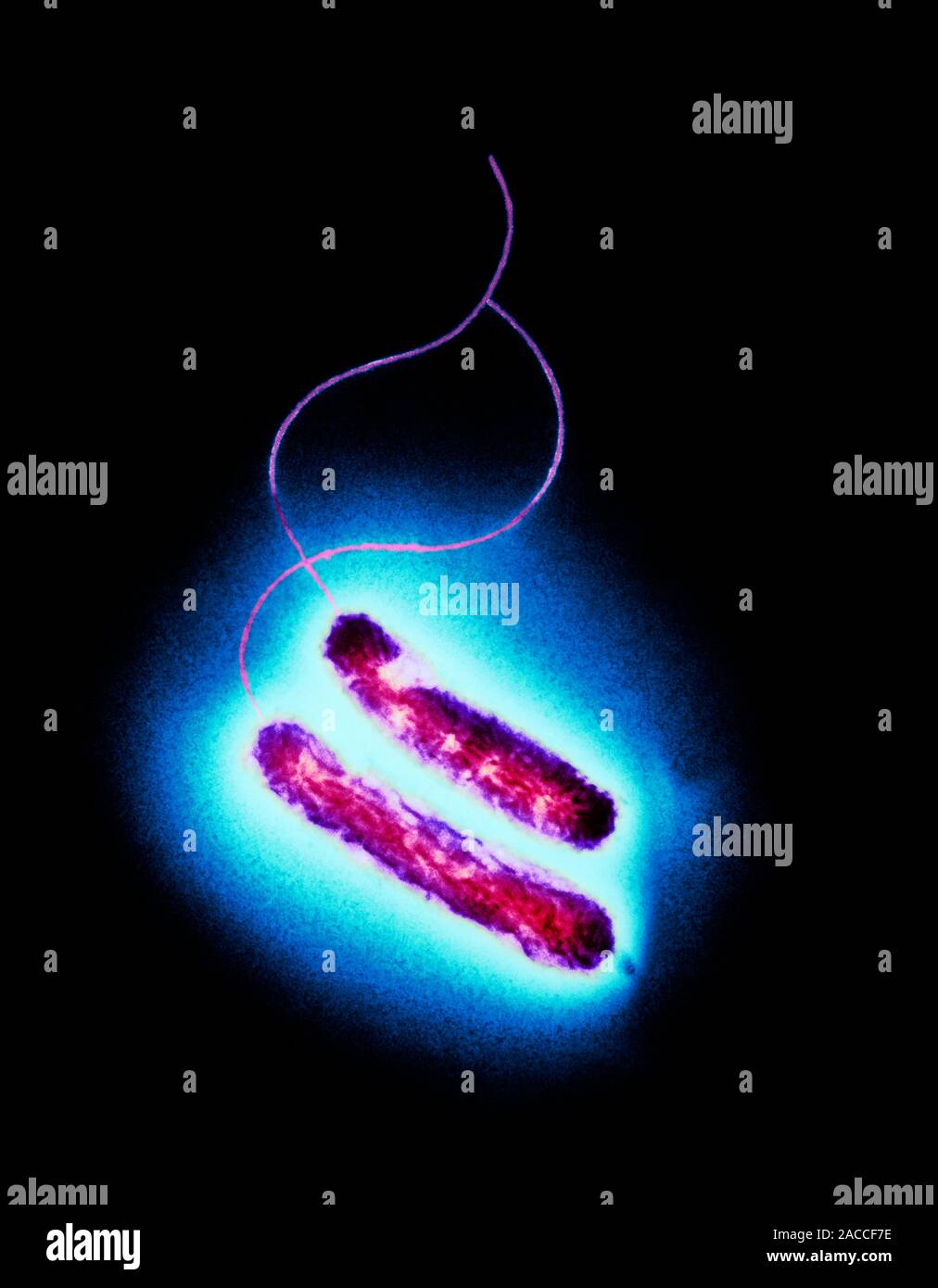 Campylobacter bacteria. Coloured transmission electron micrograph (TEM ...
