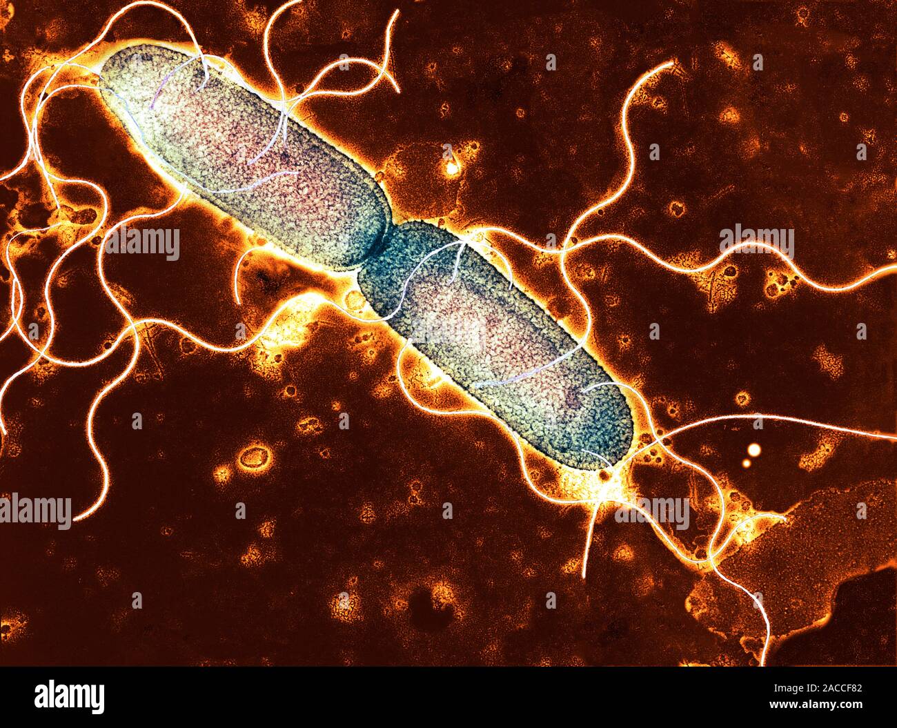 Gut bacterium reproducing. Coloured transmission electron micrograph ...