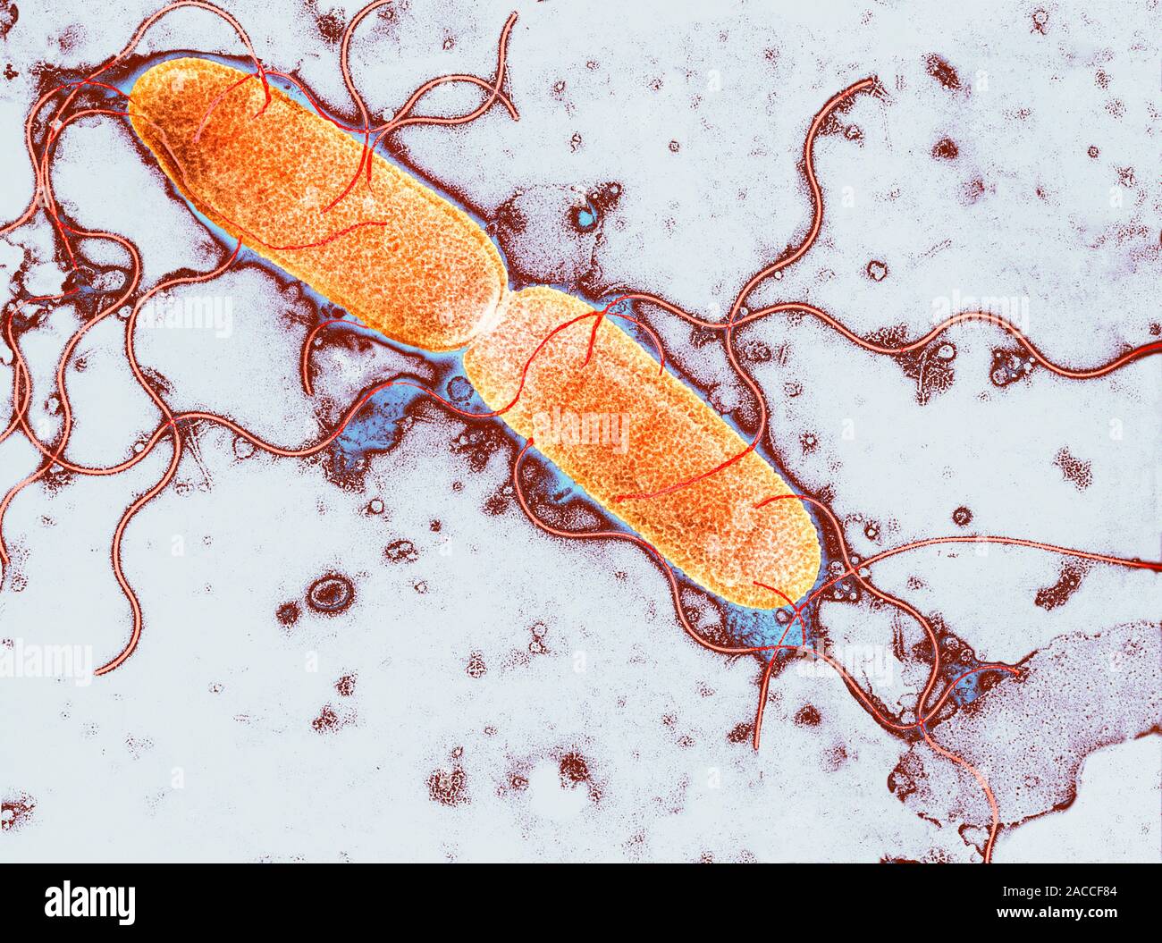 Gut bacterium reproducing. Coloured transmission electron micrograph ...