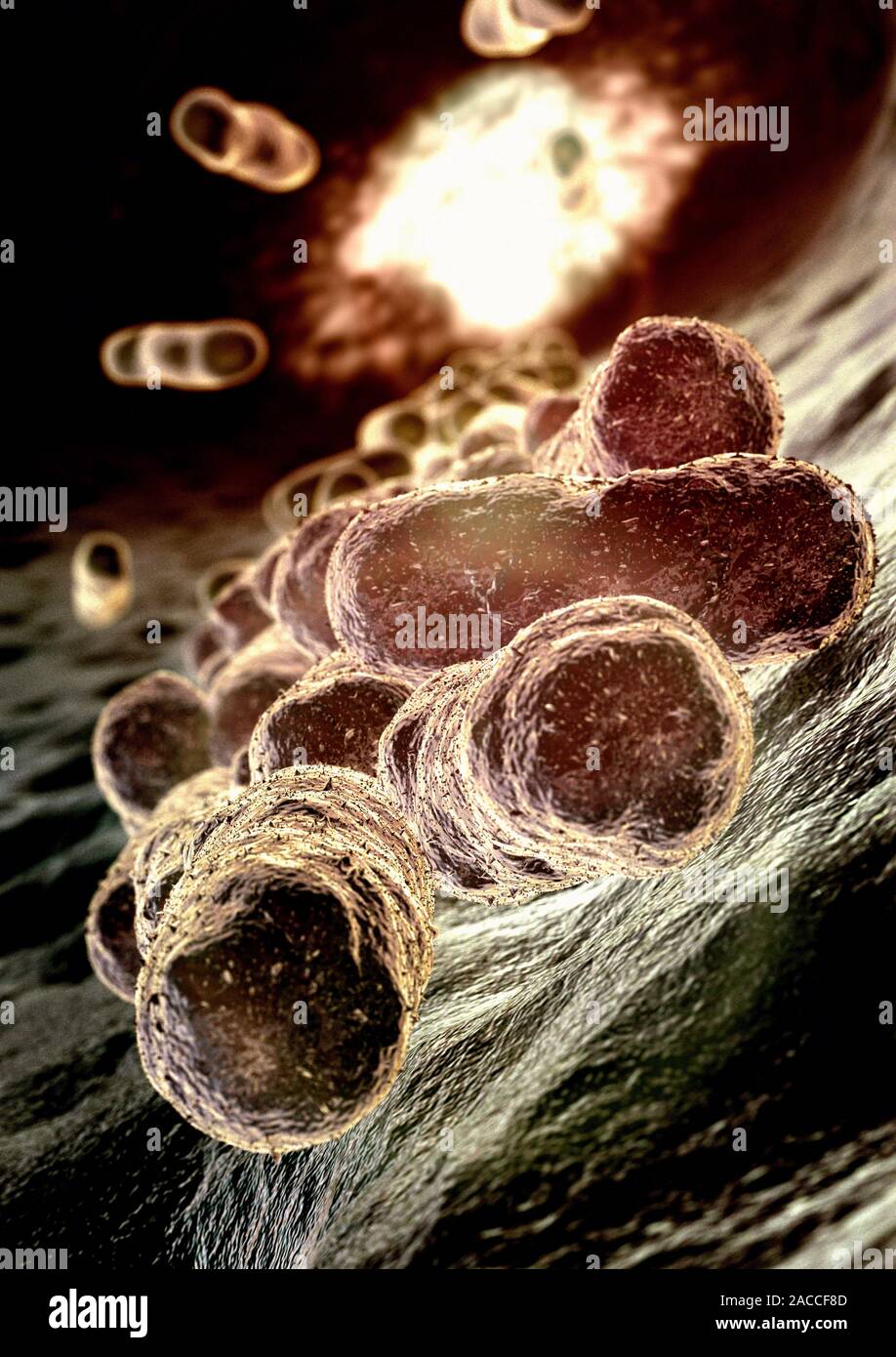Bacteria. Computer artwork of a multitude of rod-shaped (bacillus ...