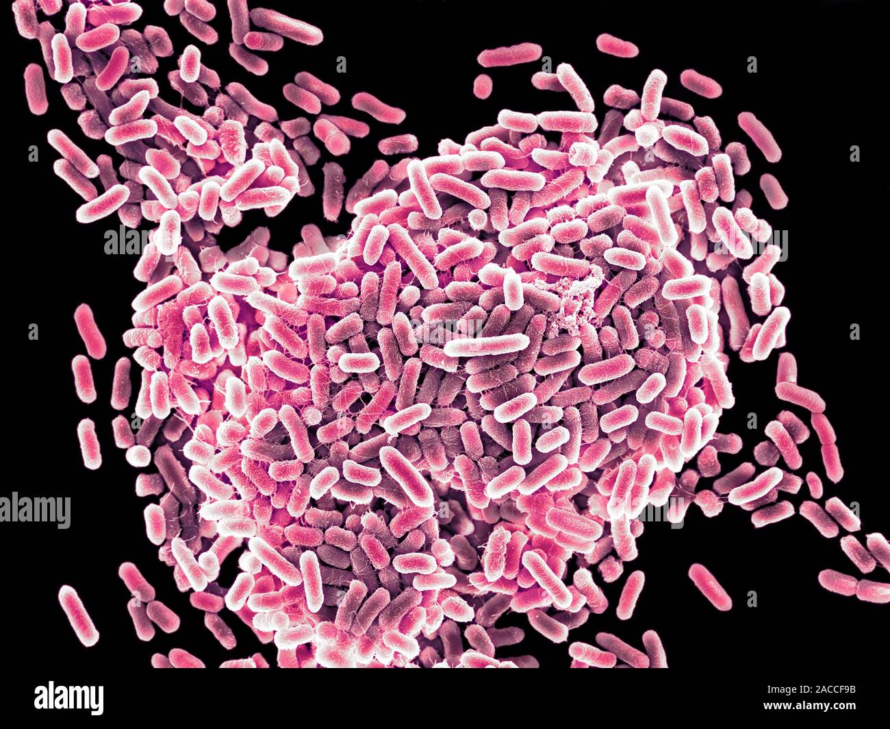 Salmonella bacteria, coloured scanning electron micrograph (SEM). These ...