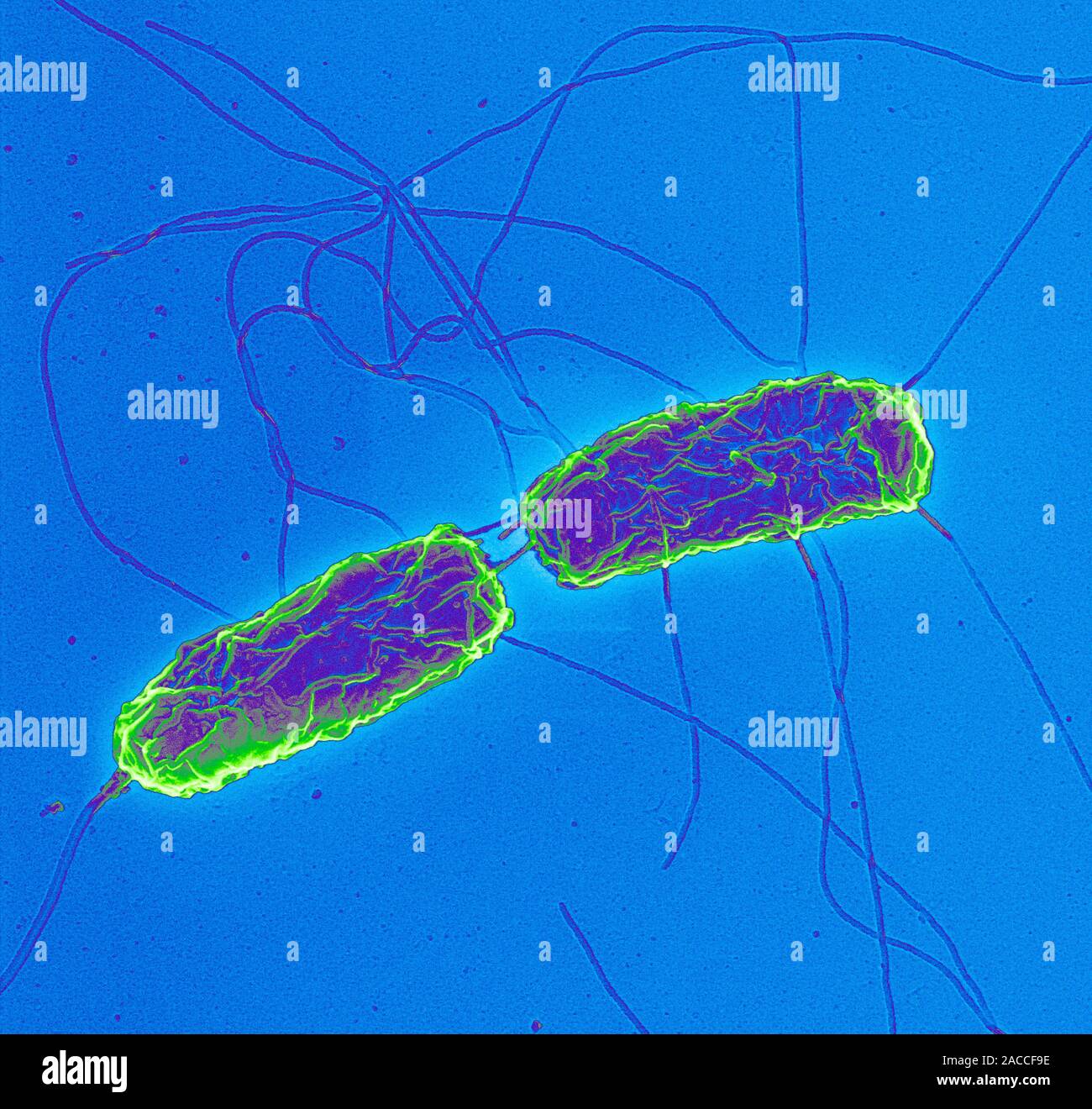 Two Salmonella bacteria, coloured scanning electron micrograph (SEM ...