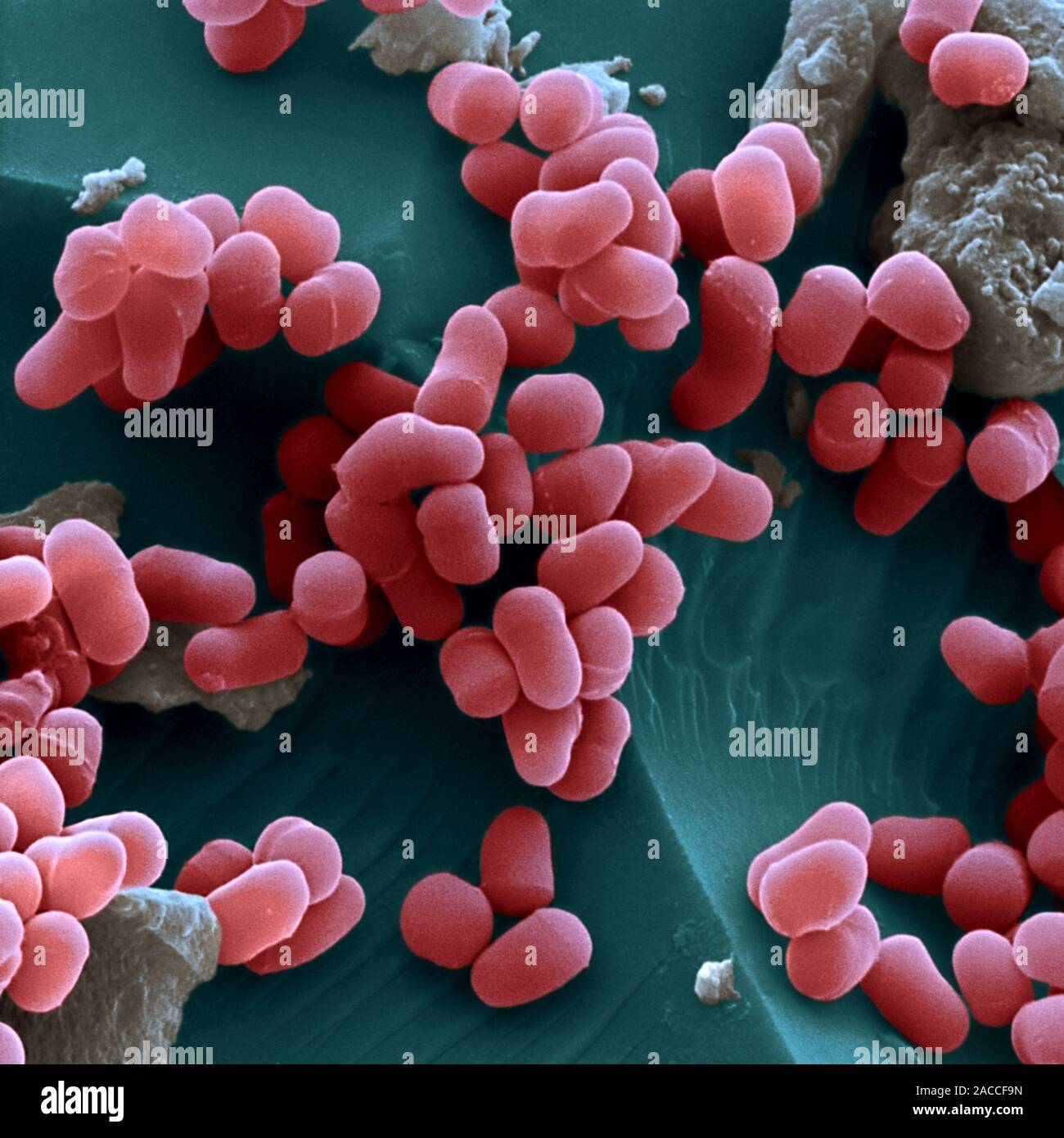 Arthrobacter crystallopoietes bacteria, coloured scanning electron ...