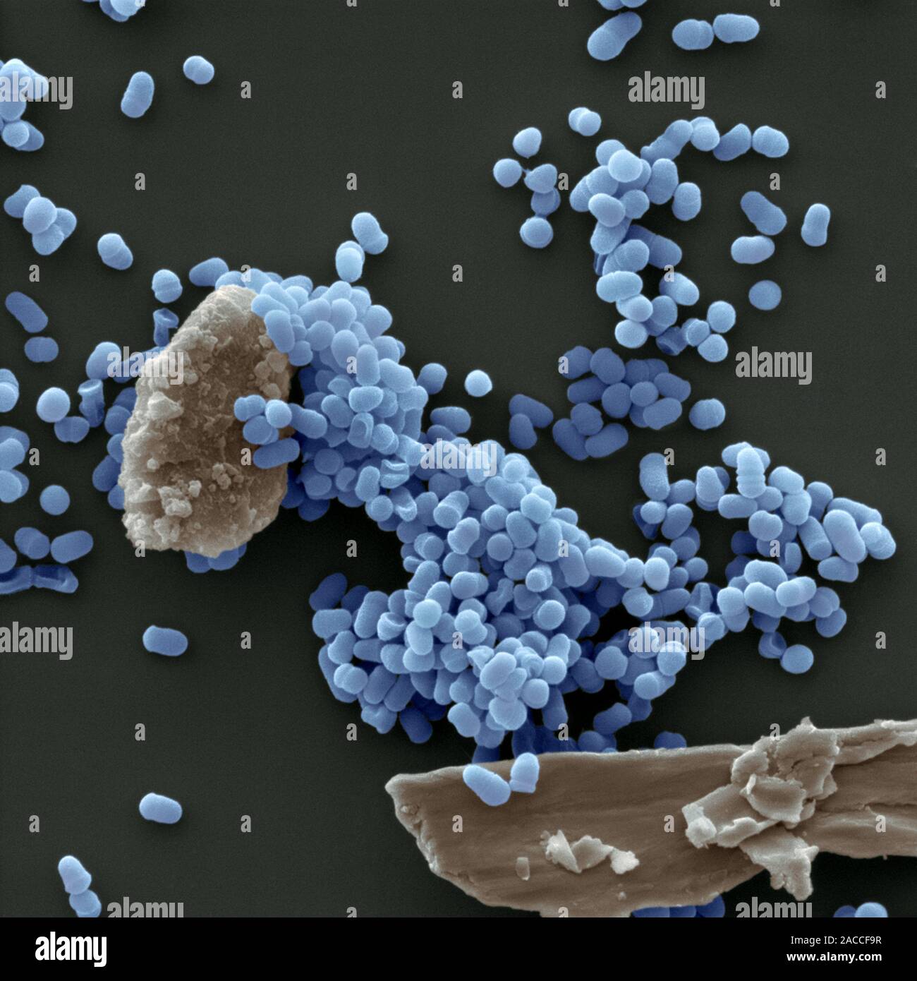 Arthrobacter protophormiae bacteria, coloured scanning electron ...