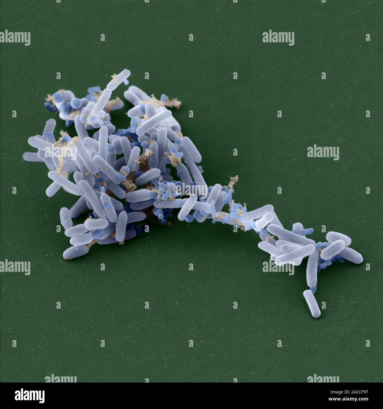 Bacillus pumilus, coloured scanning electron micrograph. B. pumilus are ...