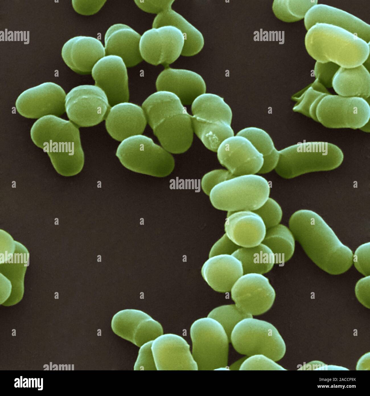Arthrobacter crystallopoietes bacteria, coloured scanning electron ...
