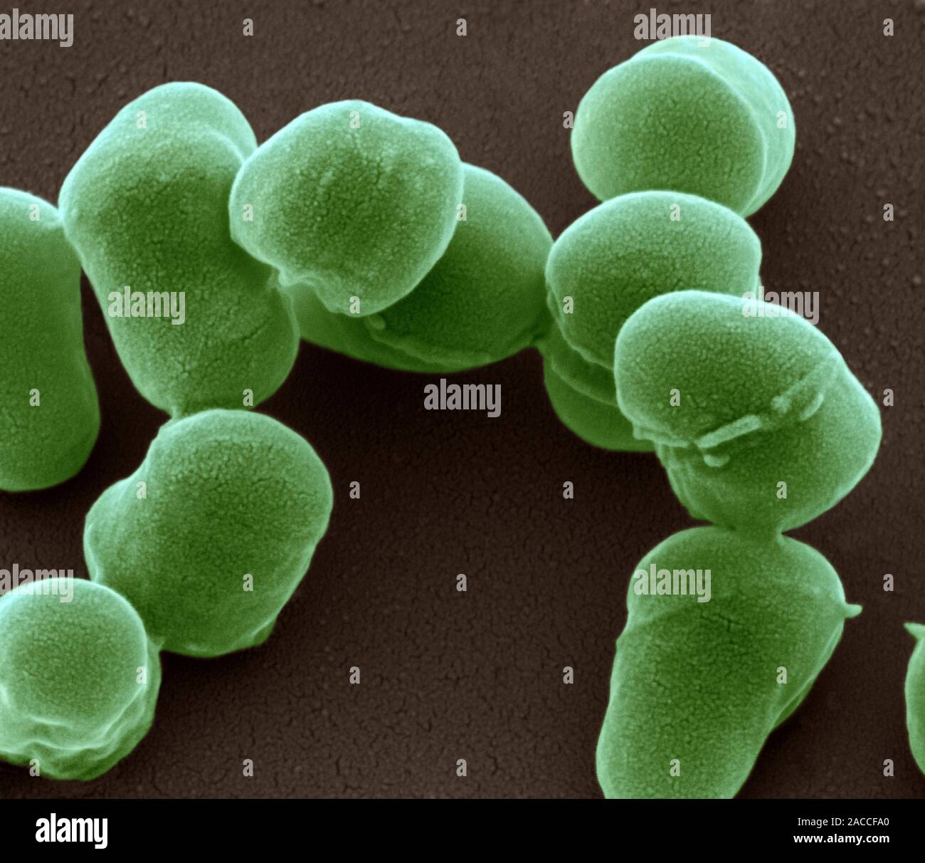 Arthrobacter crystallopoietes bacteria, coloured scanning electron ...