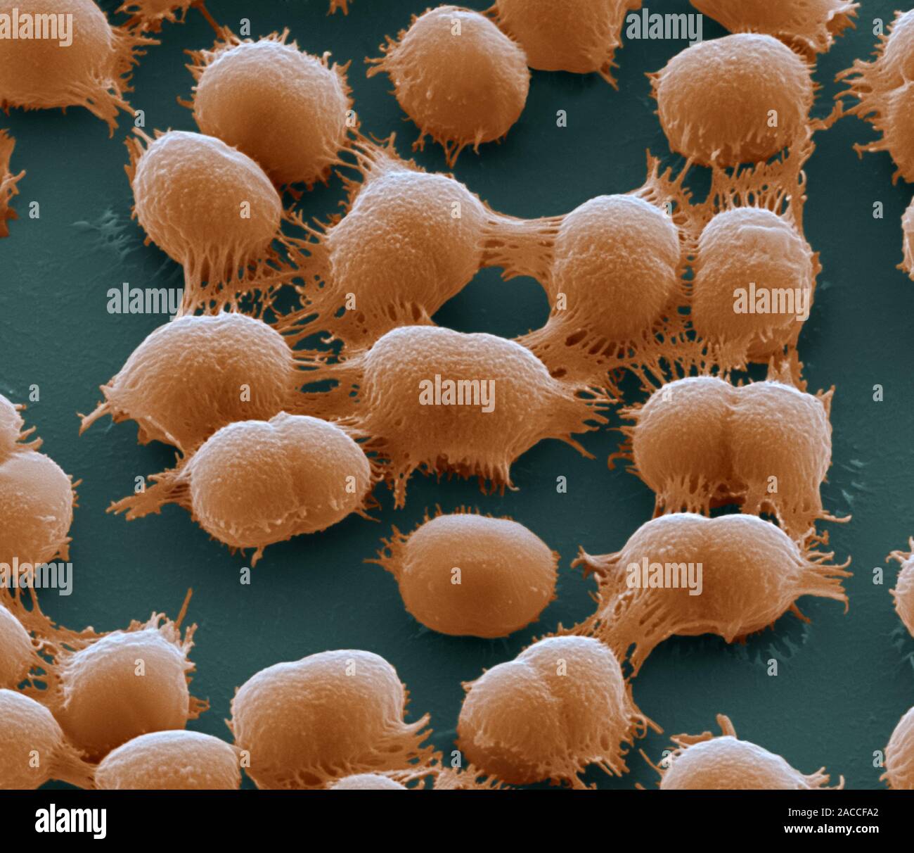 Bacillus Coagulans Coloured Scanning Electron Micrograph Sem