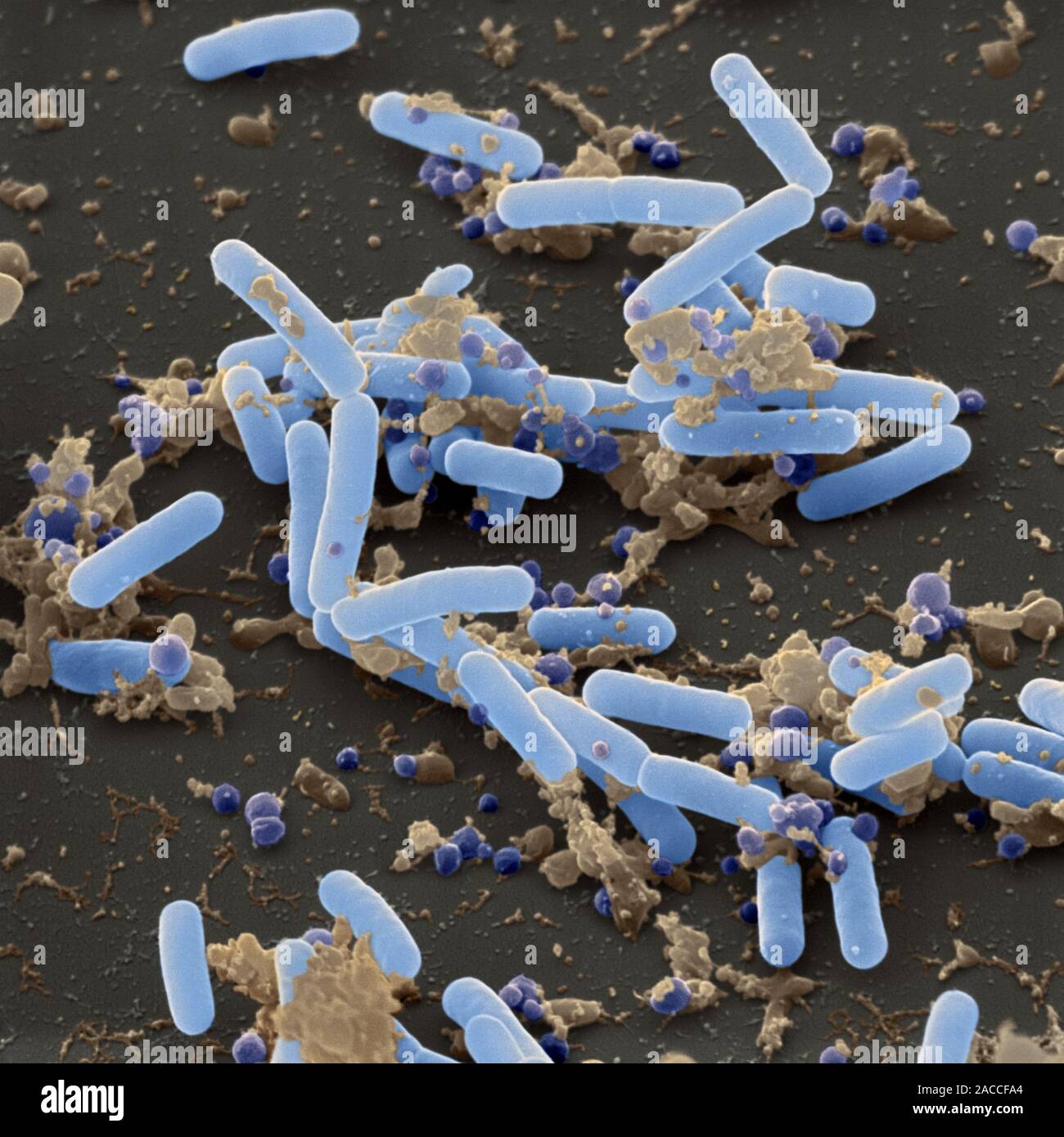 Bacillus pumilus, coloured scanning electron micrograph. B. pumilus are ...