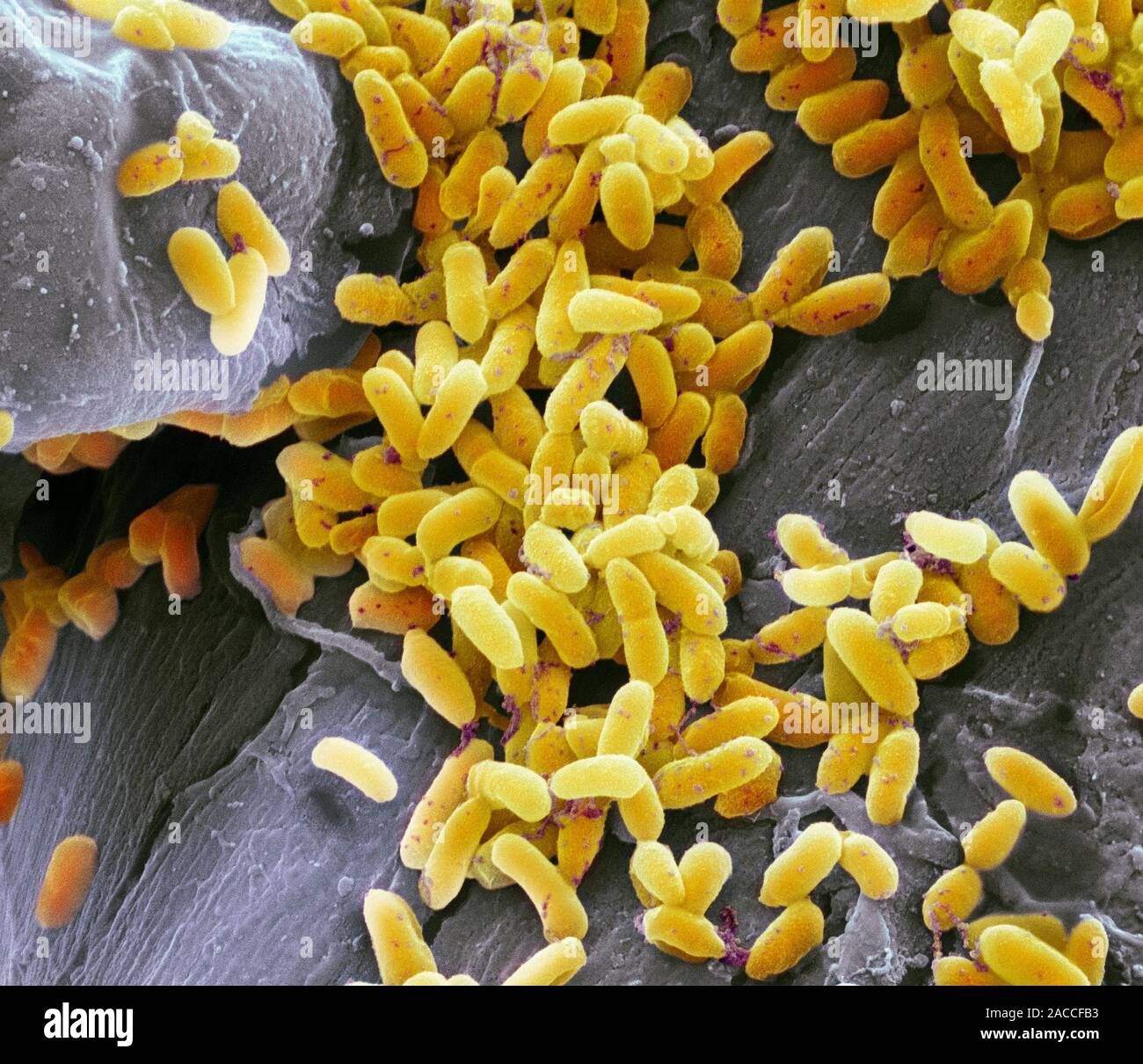 Pseudomonas aeruginosa bacteria, coloured scanning electron micrograph ...