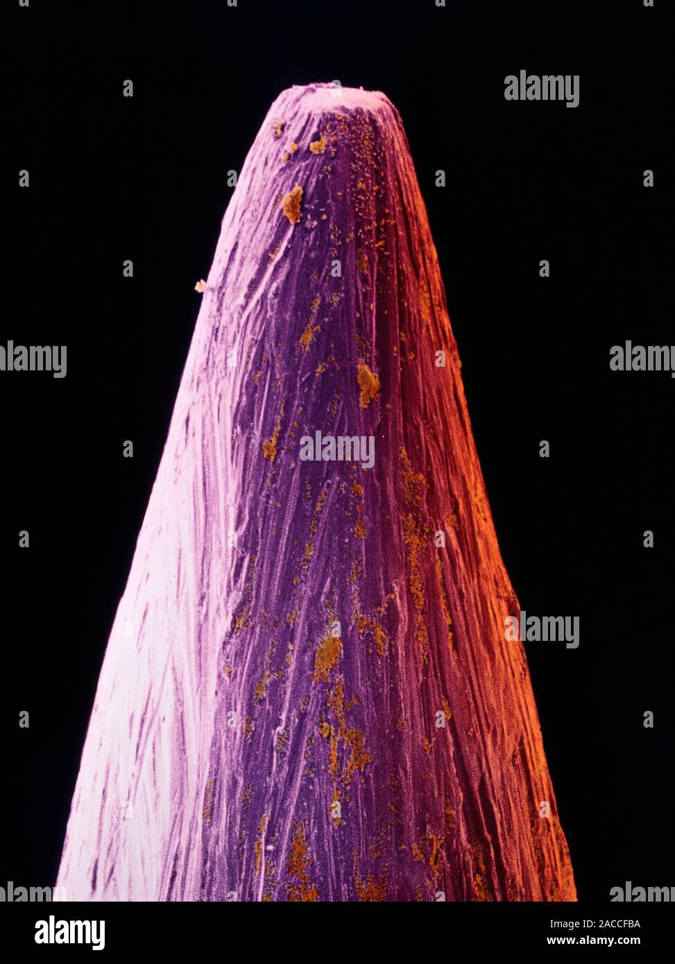 Coloured scanning electron micrograph of rod shaped bacteria on the ...