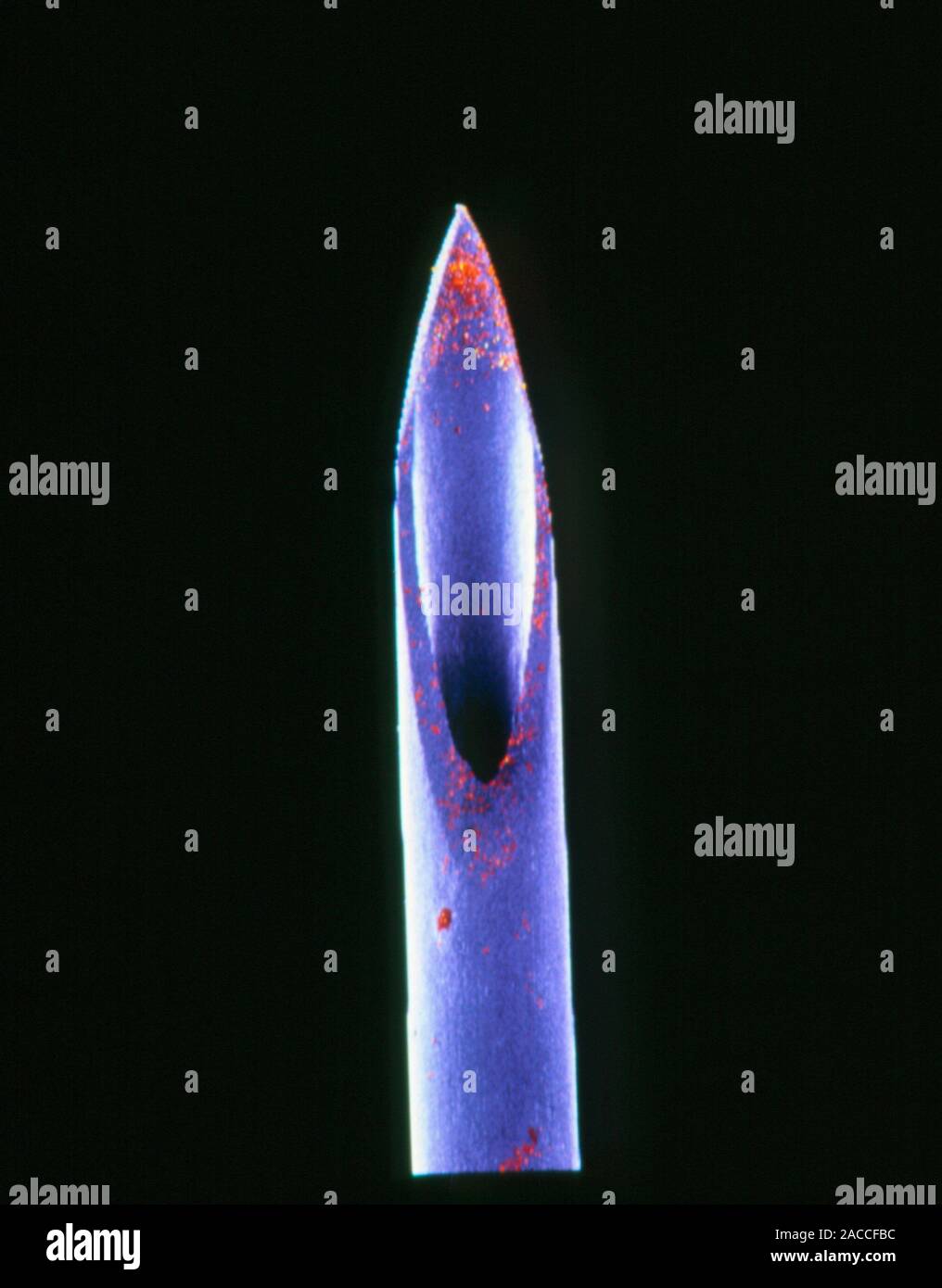 Coloured scanning electron micrograph of rod- shaped bacteria (orange ...