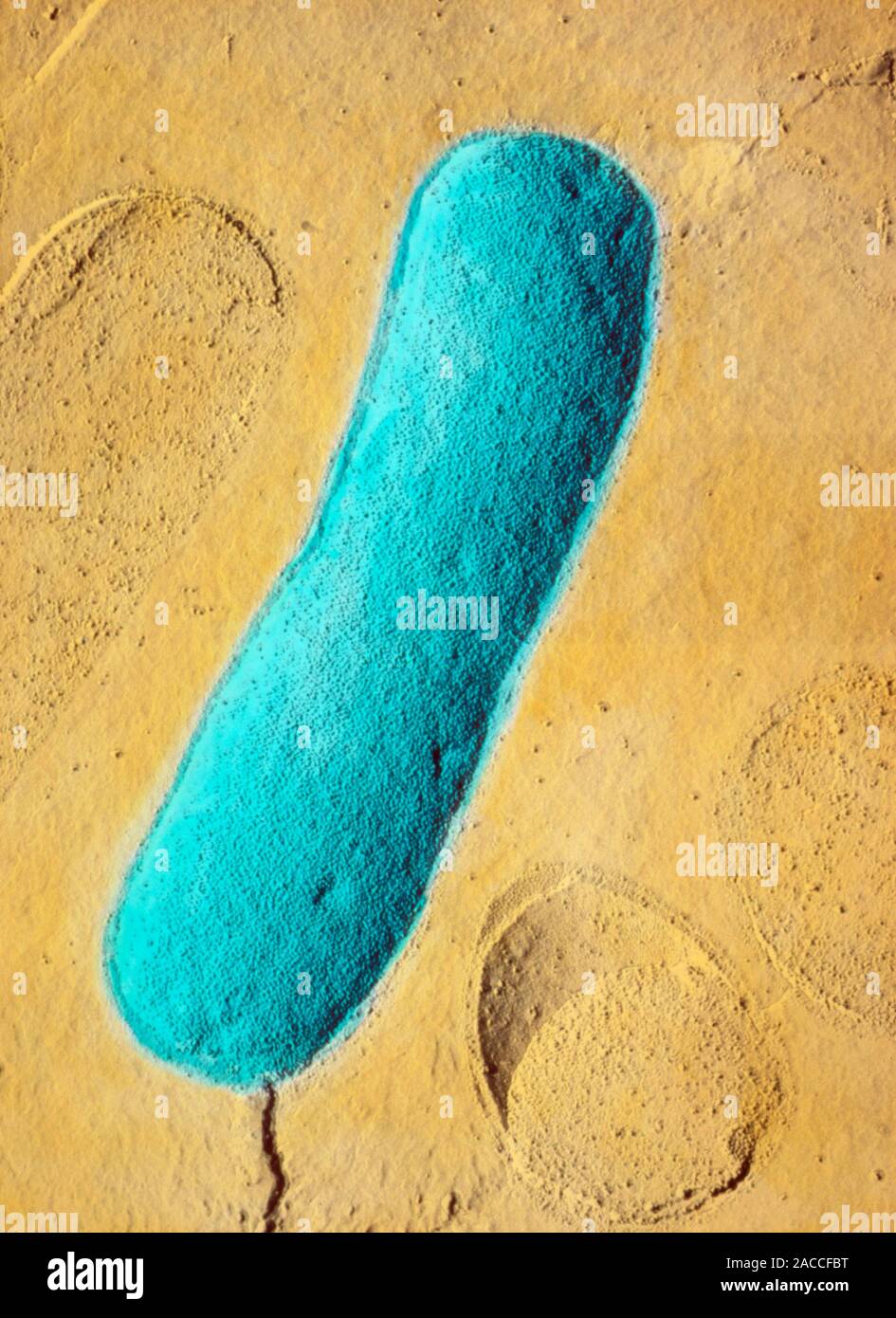 Escherichia coli bacterium. Coloured freeze- fracture transmission ... Escherichia coli bacterium. Coloured freeze- fracture transmission ...