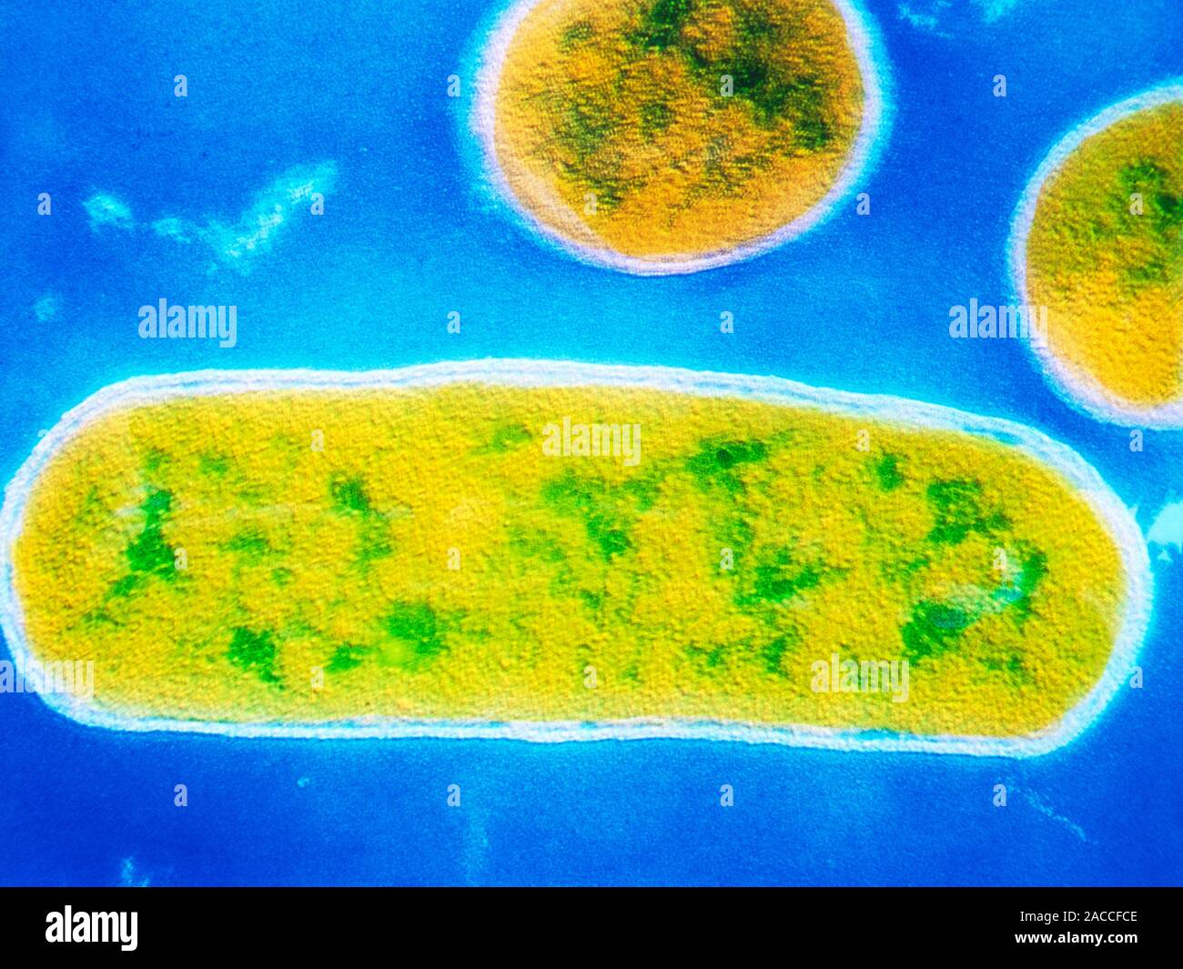 False Colour Transmission Electron Micrograph Tem Of The Rod Shaped Gram Negative Bacterium