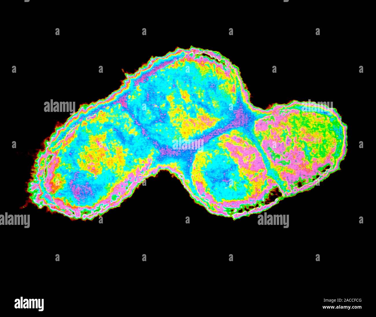 False Colour Transmission Electron Micrograph Tem Of The Rod Shaped Gram Negative Bacterium