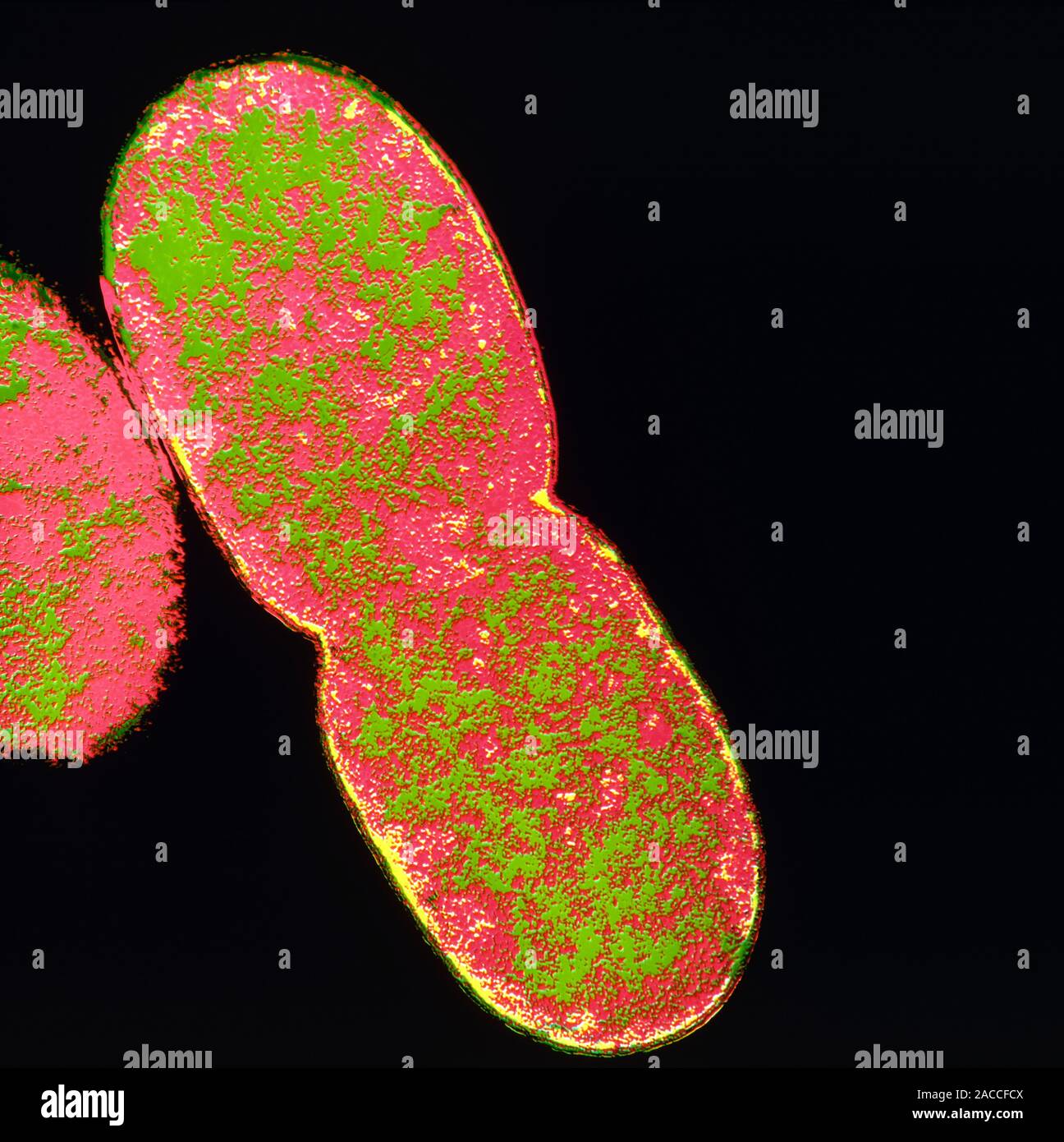 False-colour transmission electron micrograph of the bacterium ...