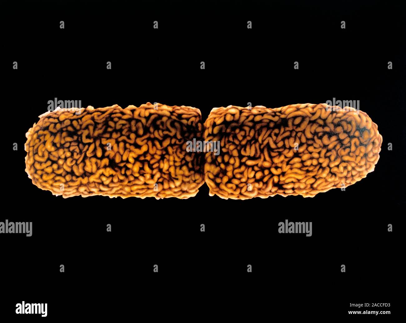 Artwork of the bacterium Escherichia coli during cell division. It ...