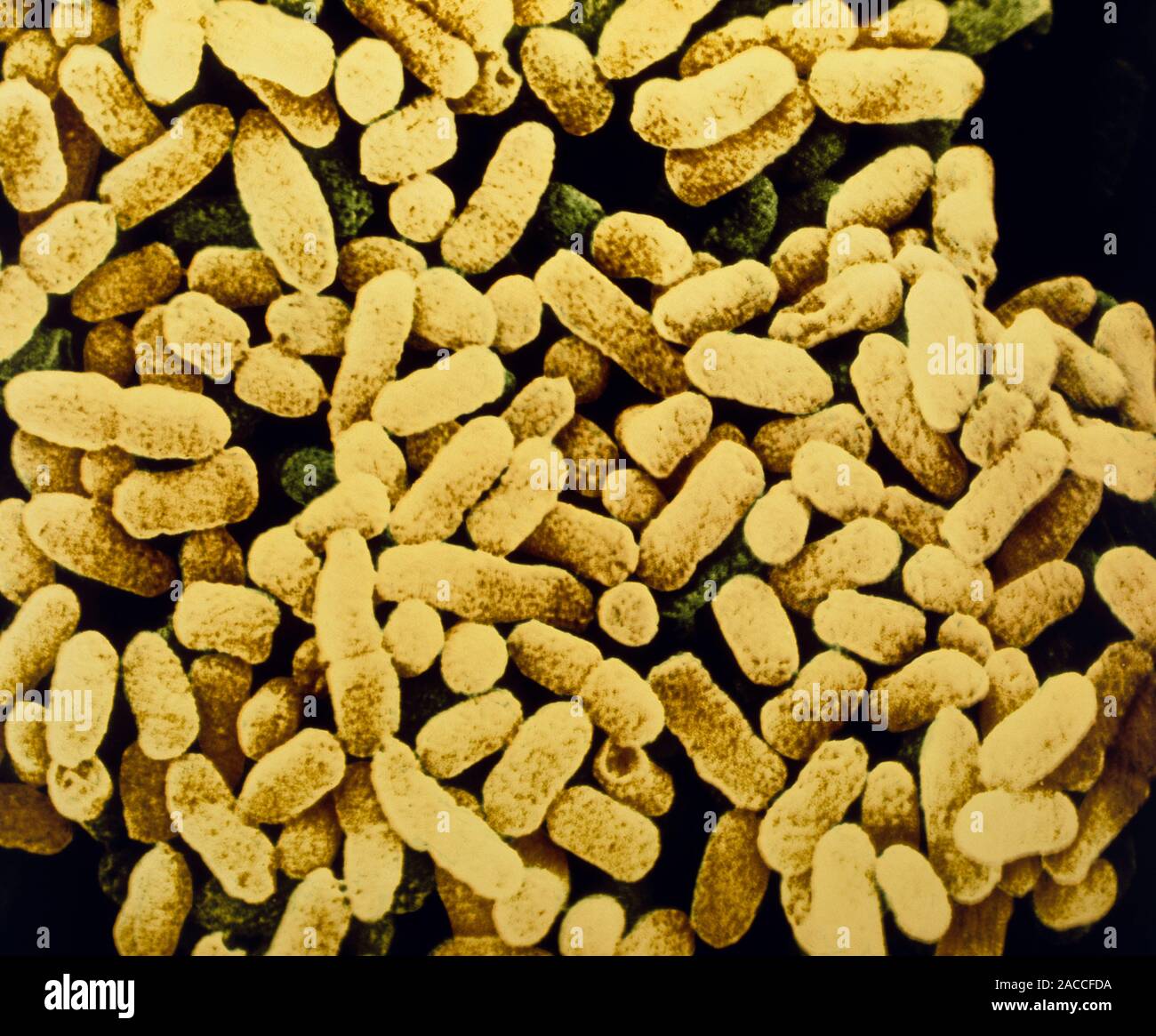 False Colour Scanning Electron Micrograph Of A Colony Of The Rod Shaped Gram Negative Bacterium
