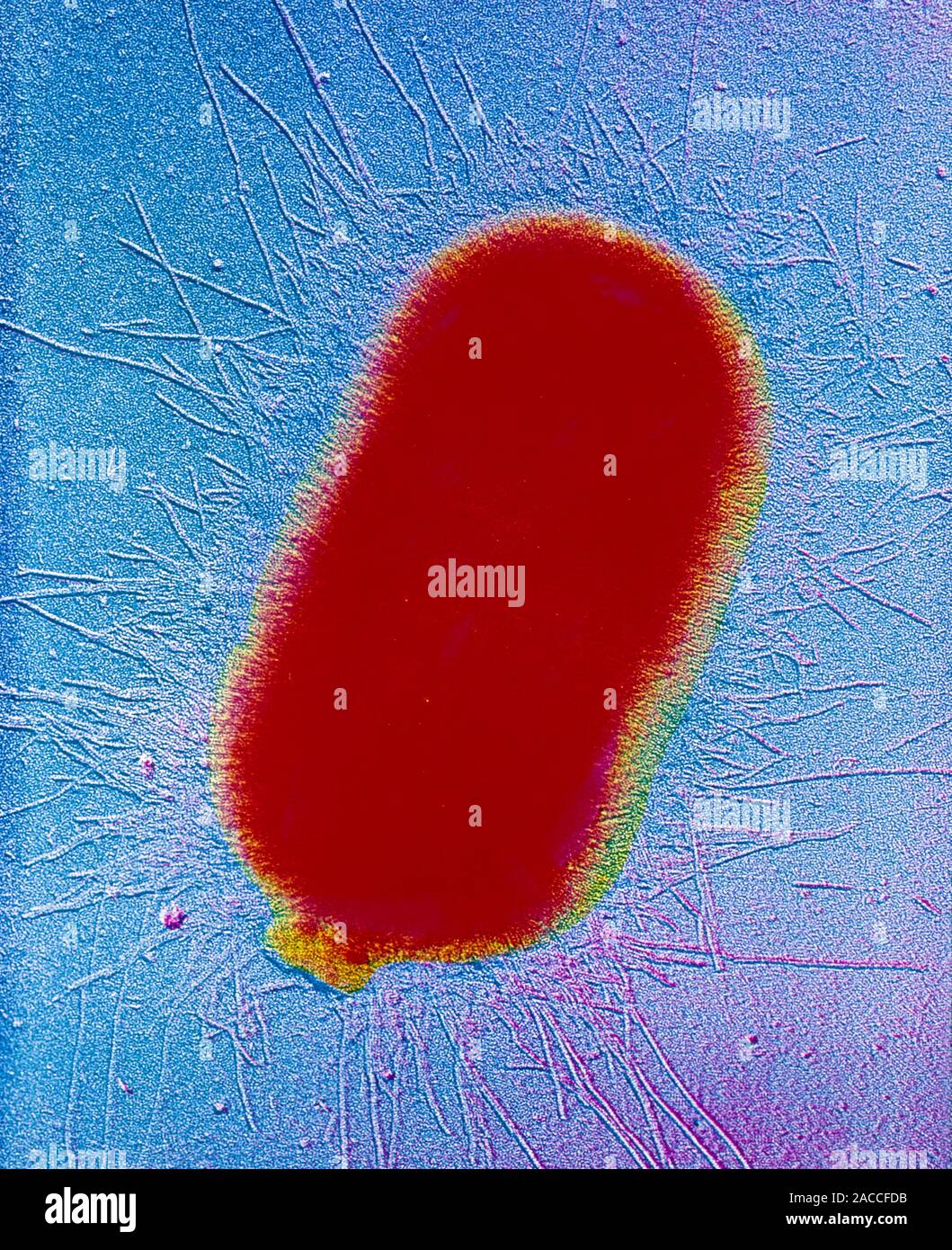 False Colour Shadow Transmission Electron Micrograph Tem Of The Rod Shaped Gram Negative
