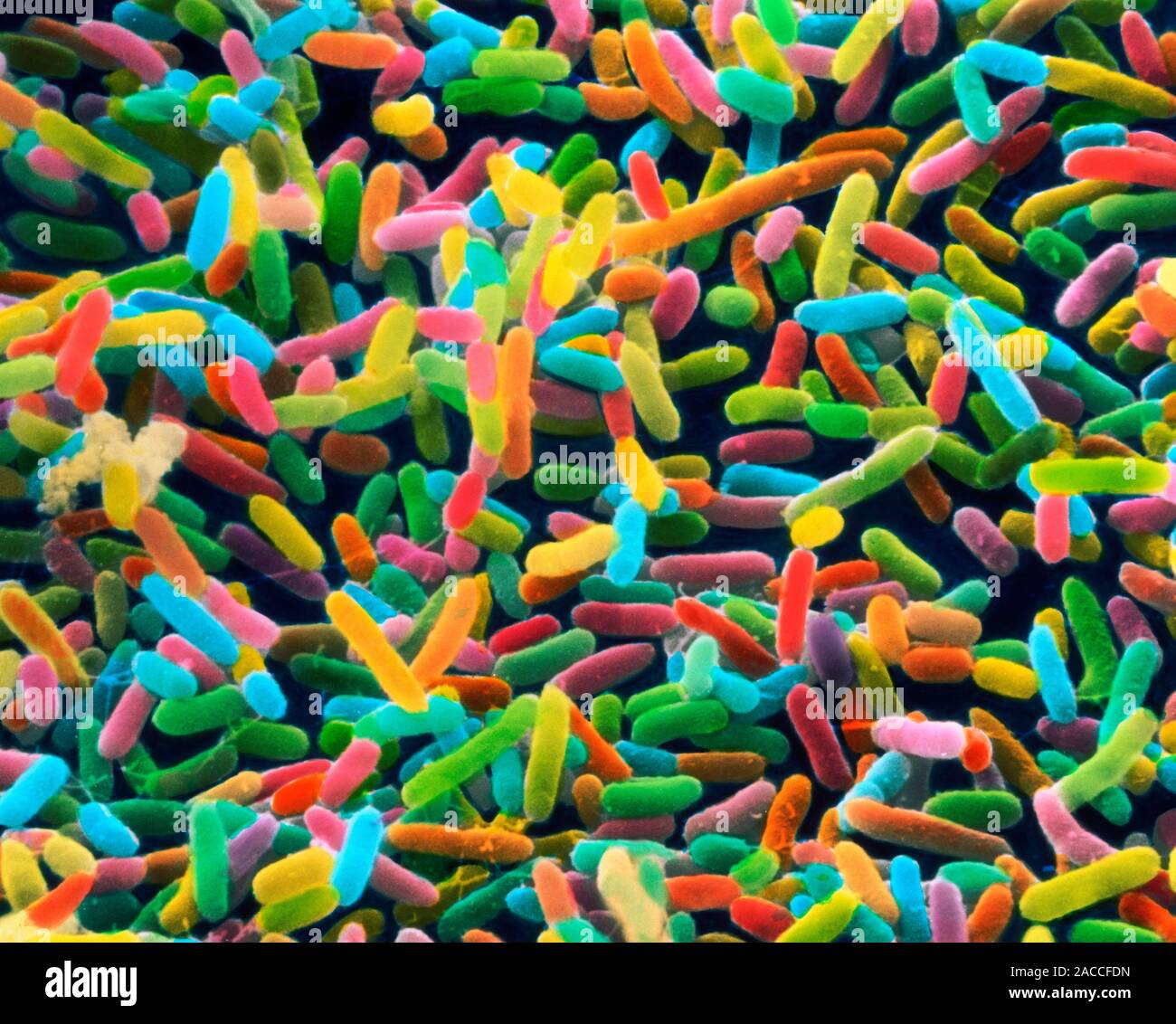 E.coli bacteria. Coloured scanning electron micrograph of the rod ...