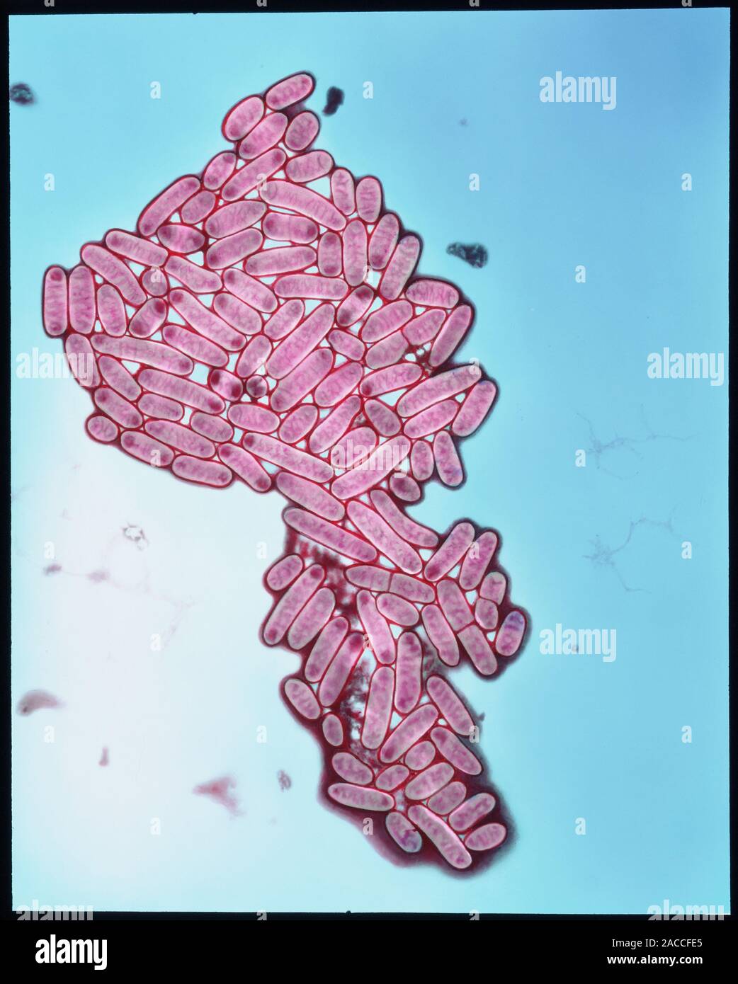 E. coli bacteria. Coloured transmission electron micrograph of a colony ...