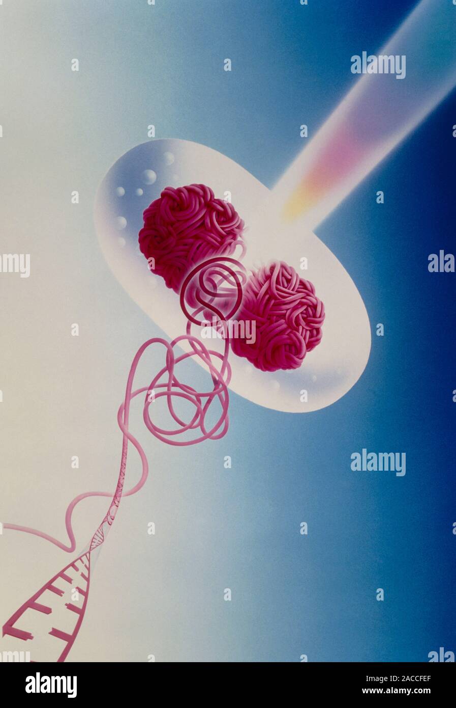 Antibiotic lysis of a bacterium. Artwork of an antibiotic drug acting ...