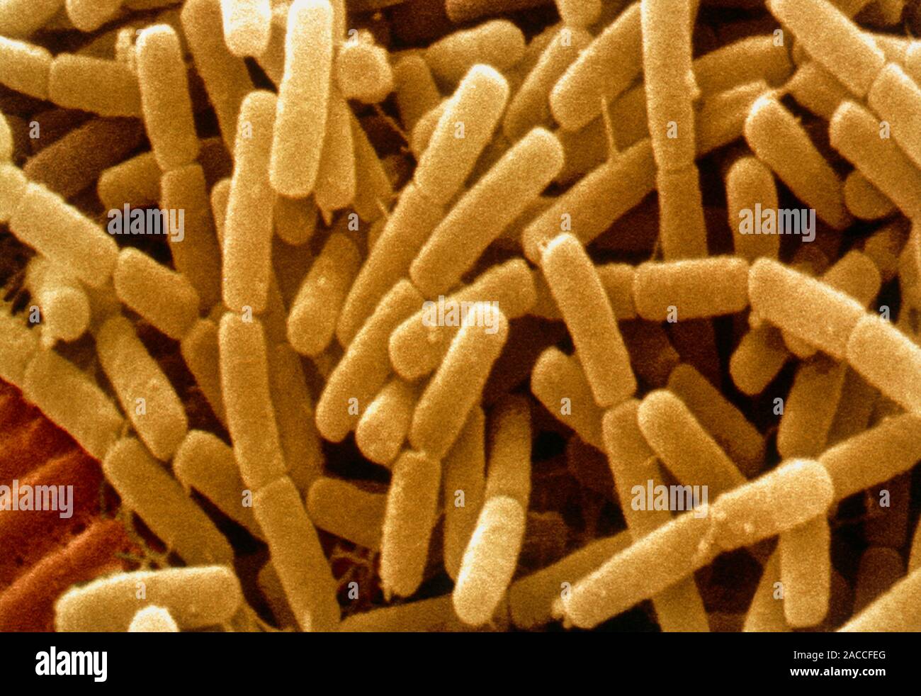 E Coli Bacteria Coloured Scanning Electron Micrograph Of The Rod Shaped Gram Negative