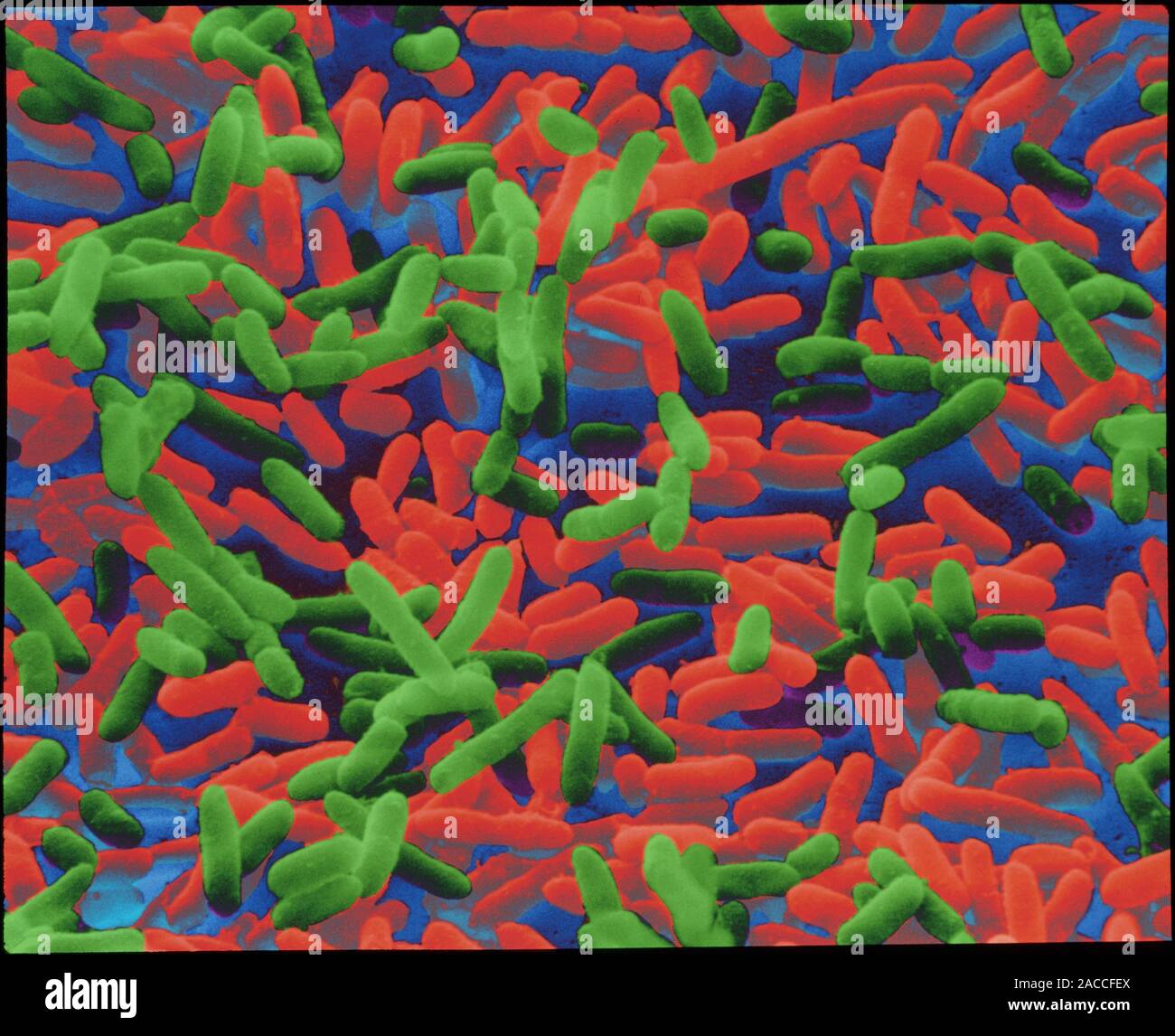 E. coli bacteria. Coloured scanning electron micrograph of the rod ...