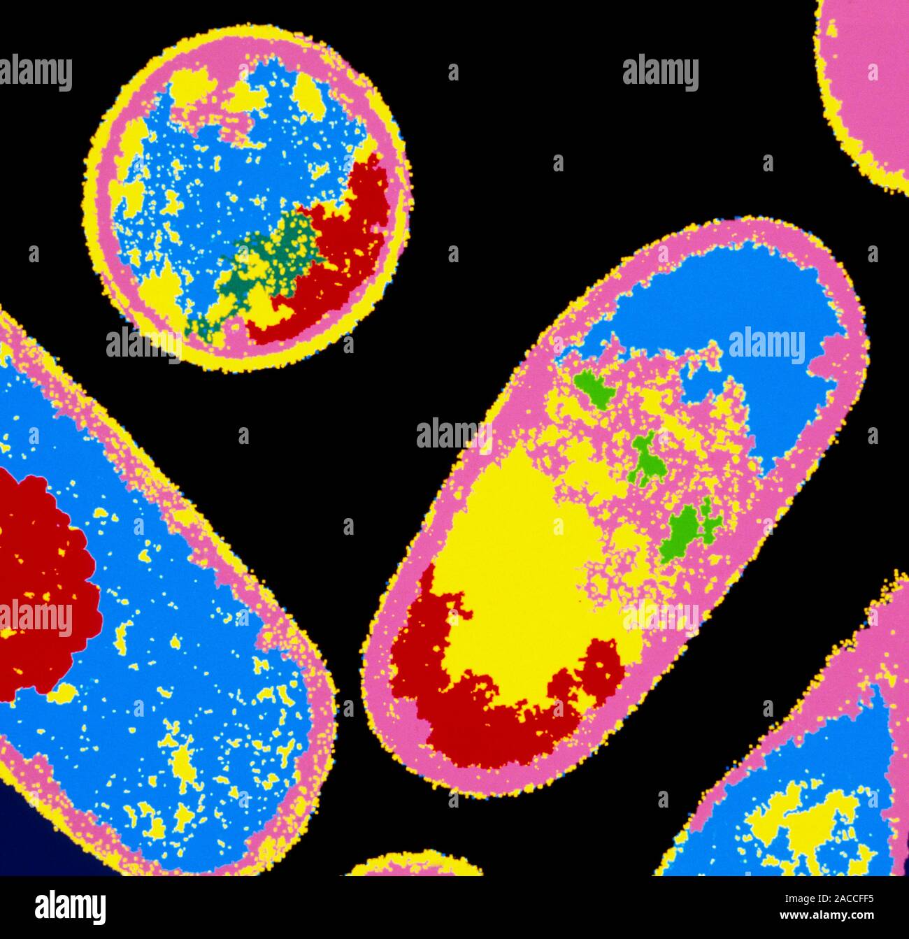 Escherichia coli. Coloured transmission electron micrograph (TEM) of a ... Escherichia coli. Coloured transmission electron micrograph (TEM) of a ...