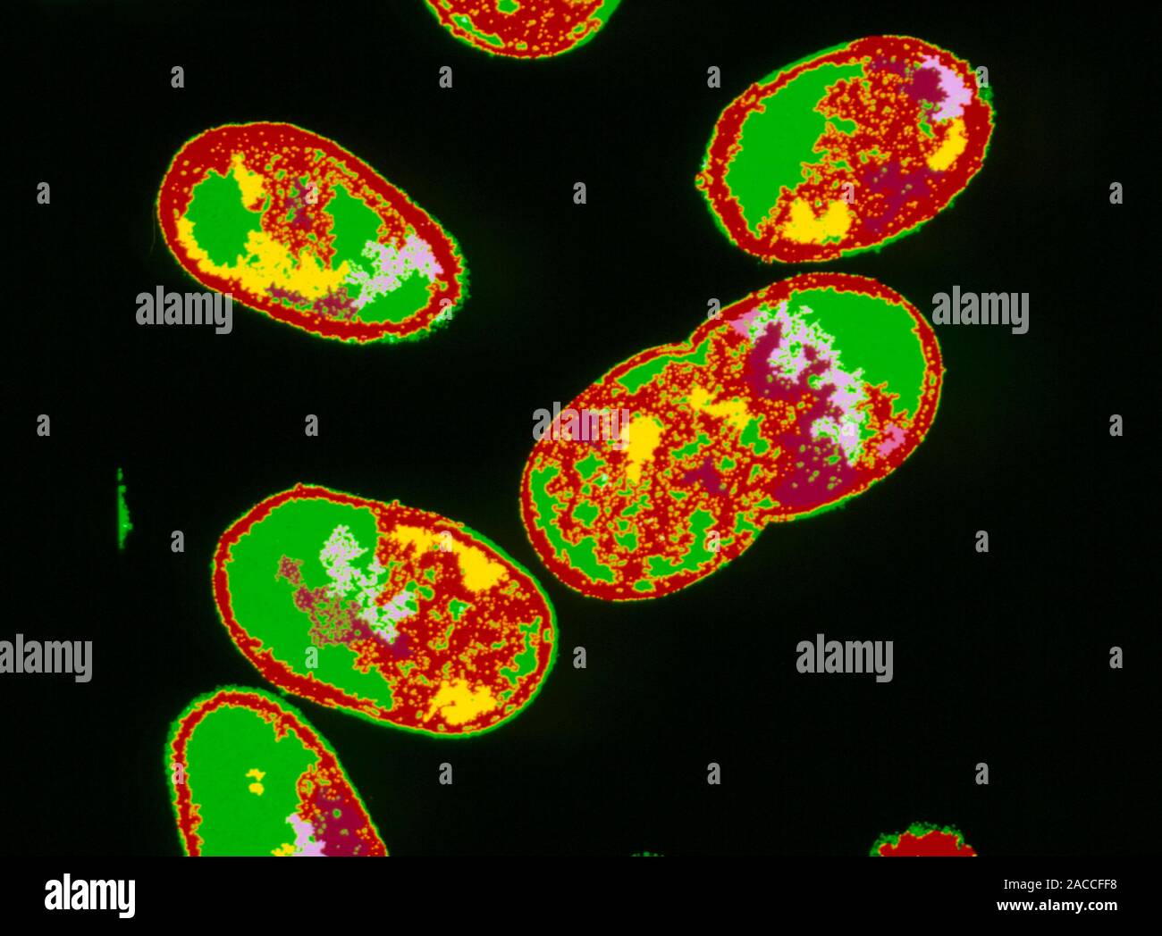 Escherichia coli. Coloured transmission electron micrograph (TEM) of a ...