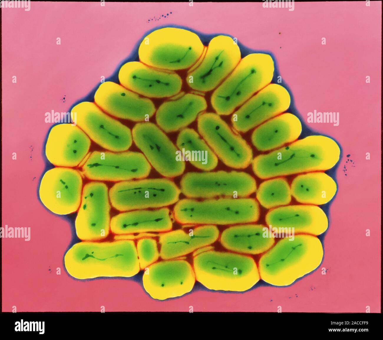 E. coli enterohaemorrhagic bacteria. Coloured transmission electron ...