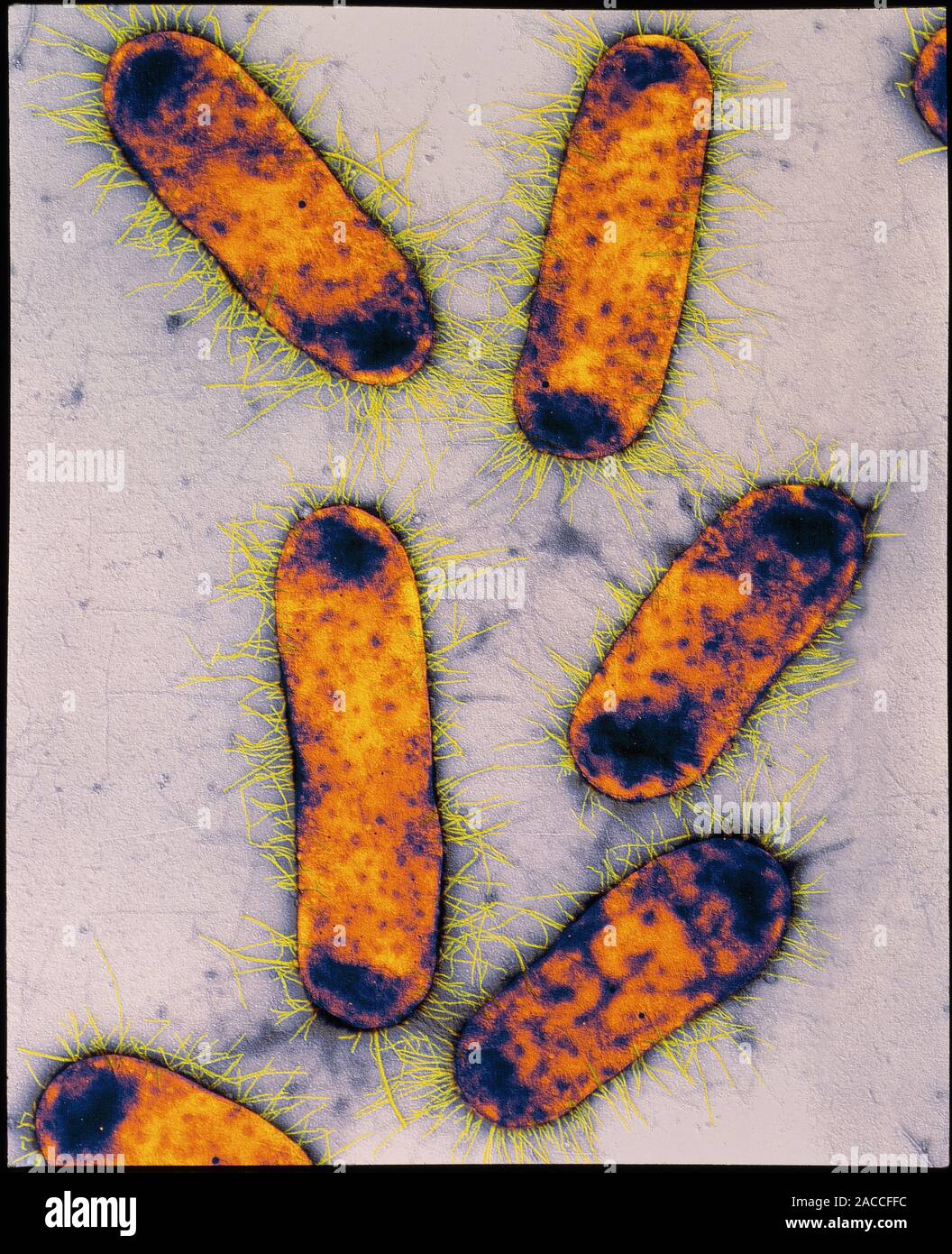 Escherichia coli. Coloured transmission electron micrograph (TEM) of ... Escherichia coli. Coloured transmission electron micrograph (TEM) of ...