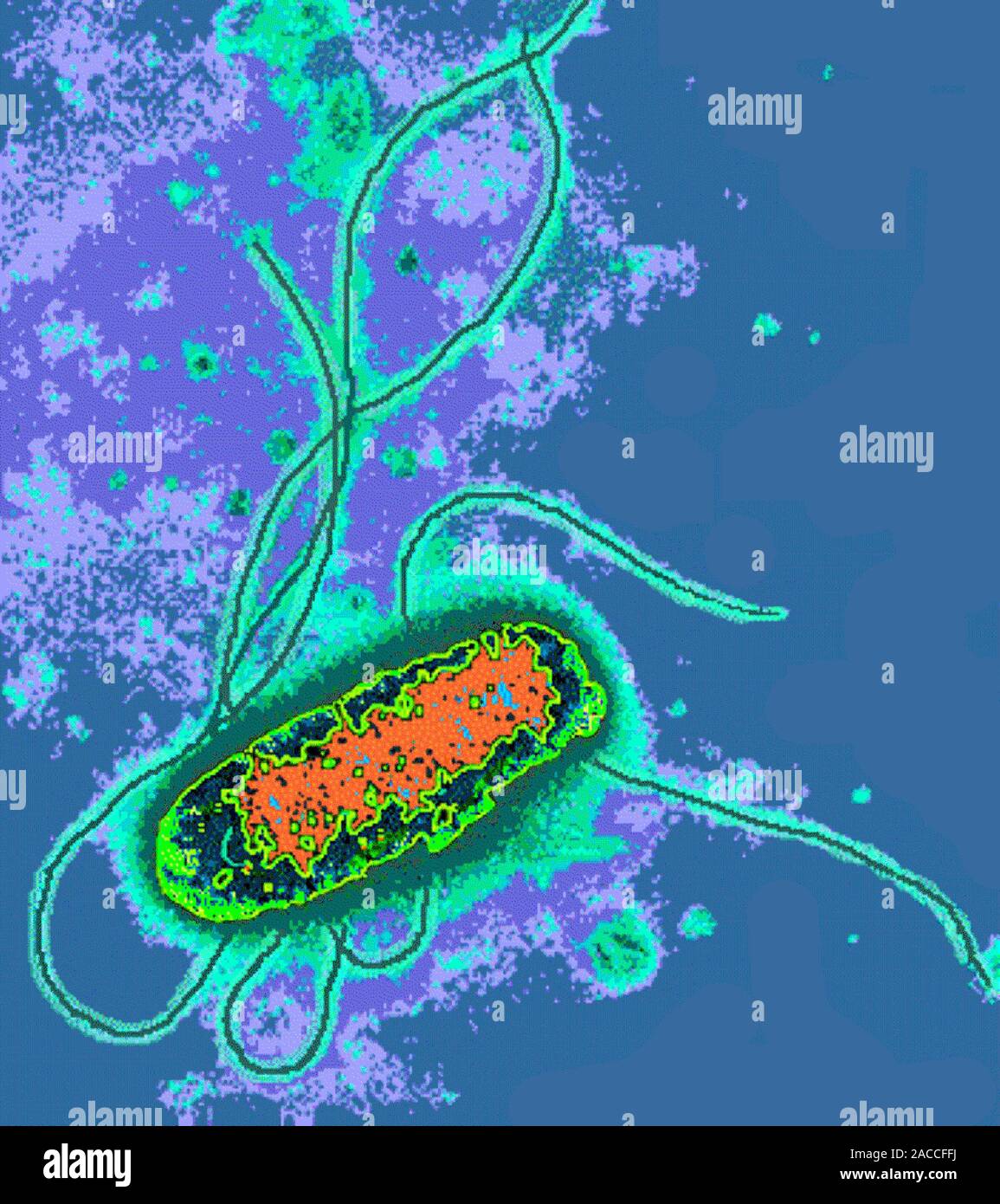 Escherichia coli. Coloured transmission electron micrograph (TEM) of a ...