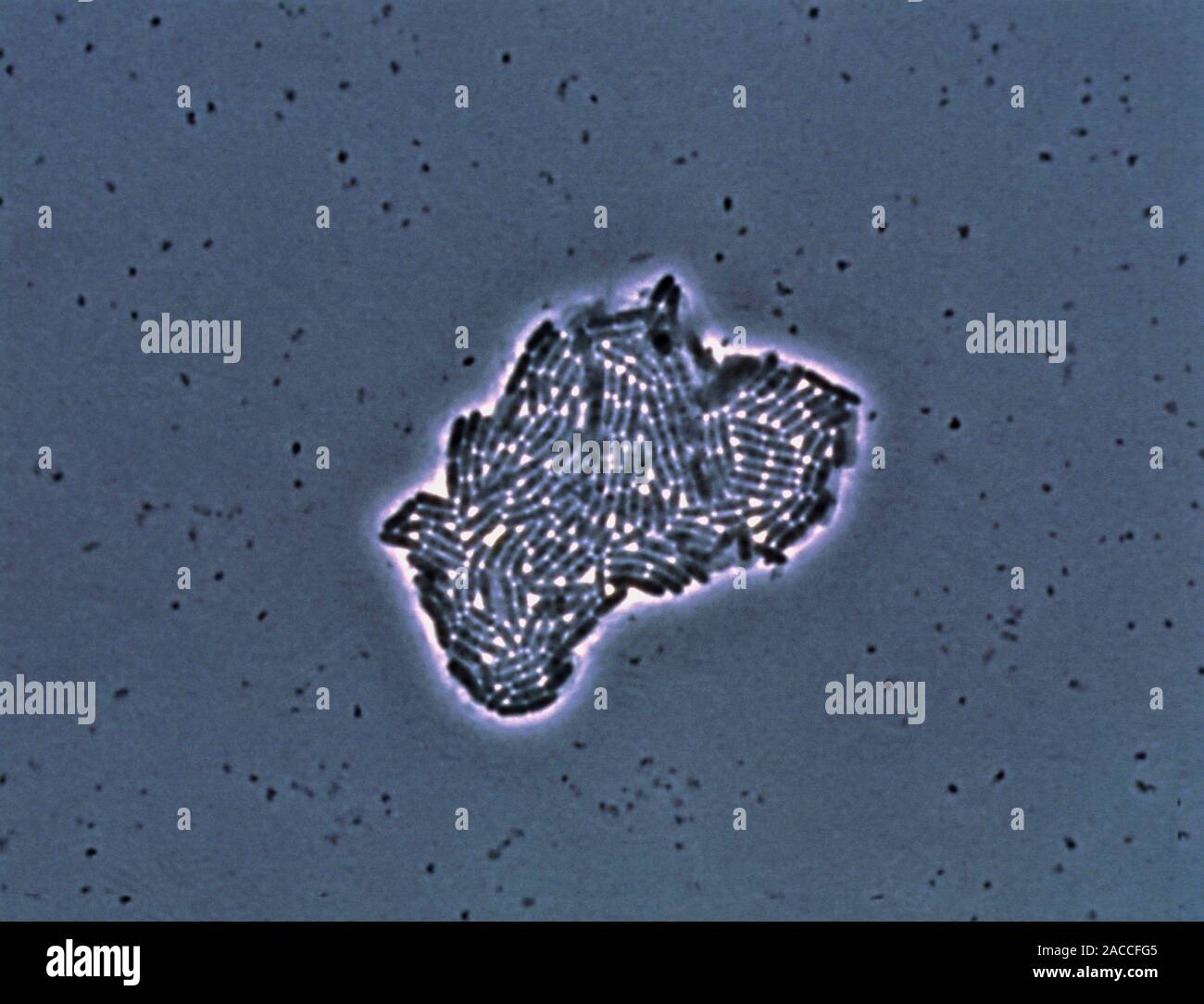 E. coli bacteria (image 10 of 14). Light micro- graph of about 400 ...