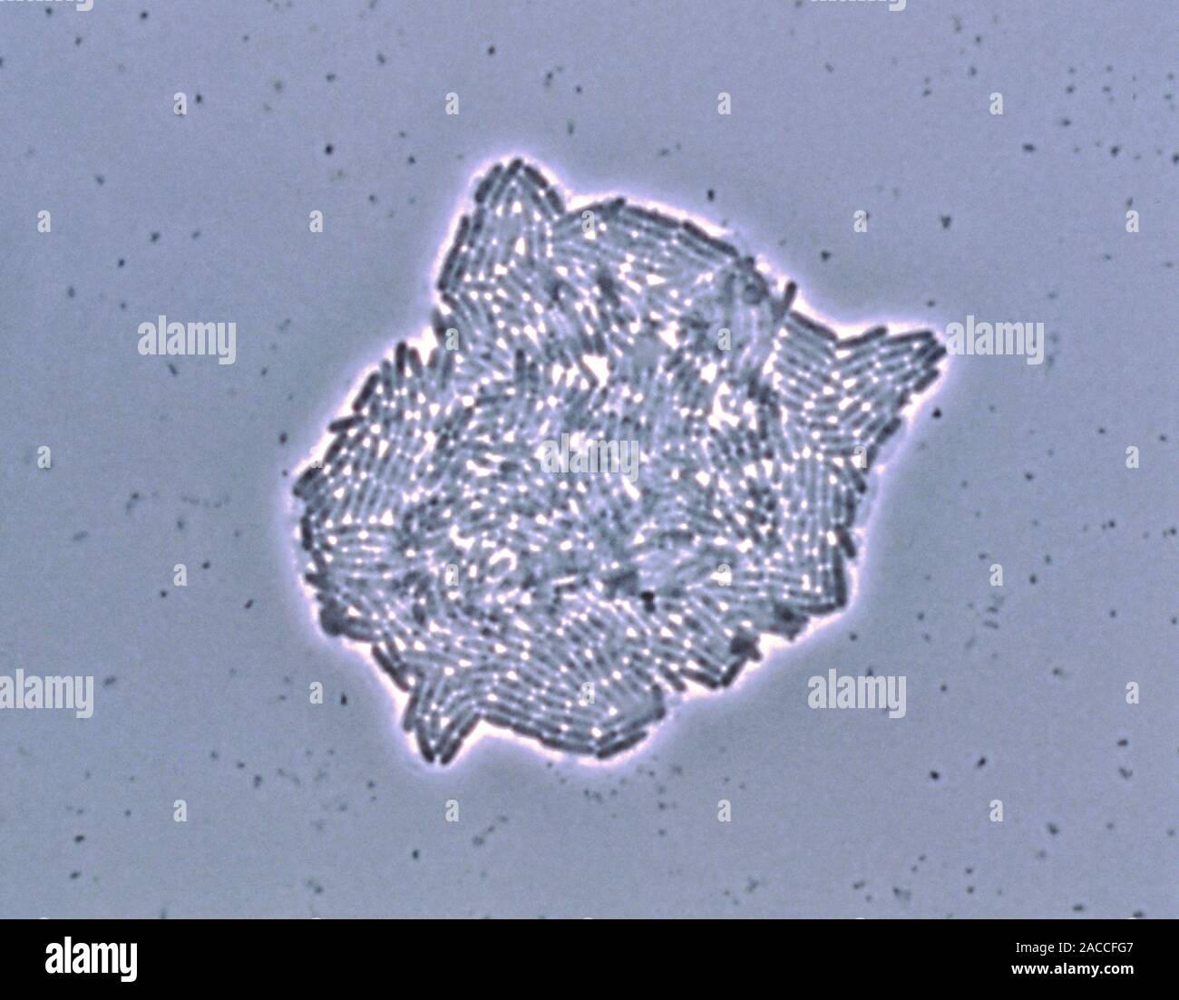 E. coli bacteria (image 11 of 14). Light micro- graph of about 1000 ...